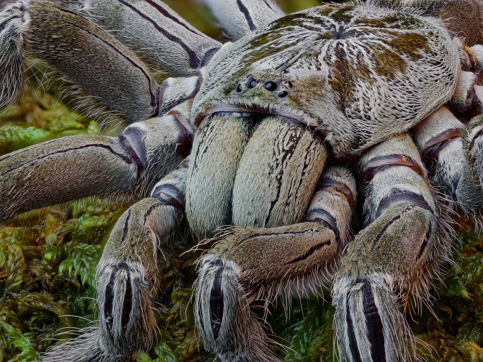 African Tarantula by Thomas Pieper | Scrolller