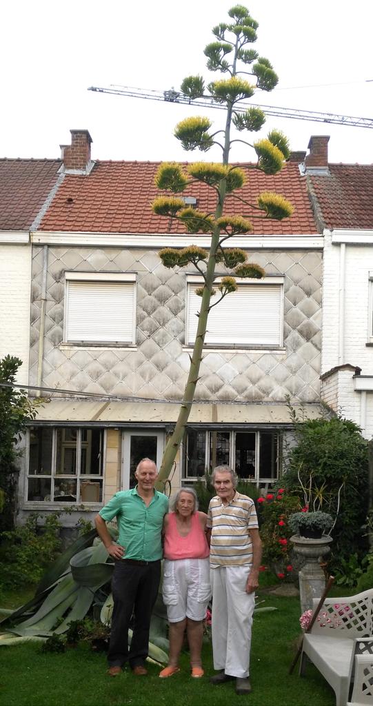 After 70 years, their Agave plant finally blooms (story in comments) | Scrolller