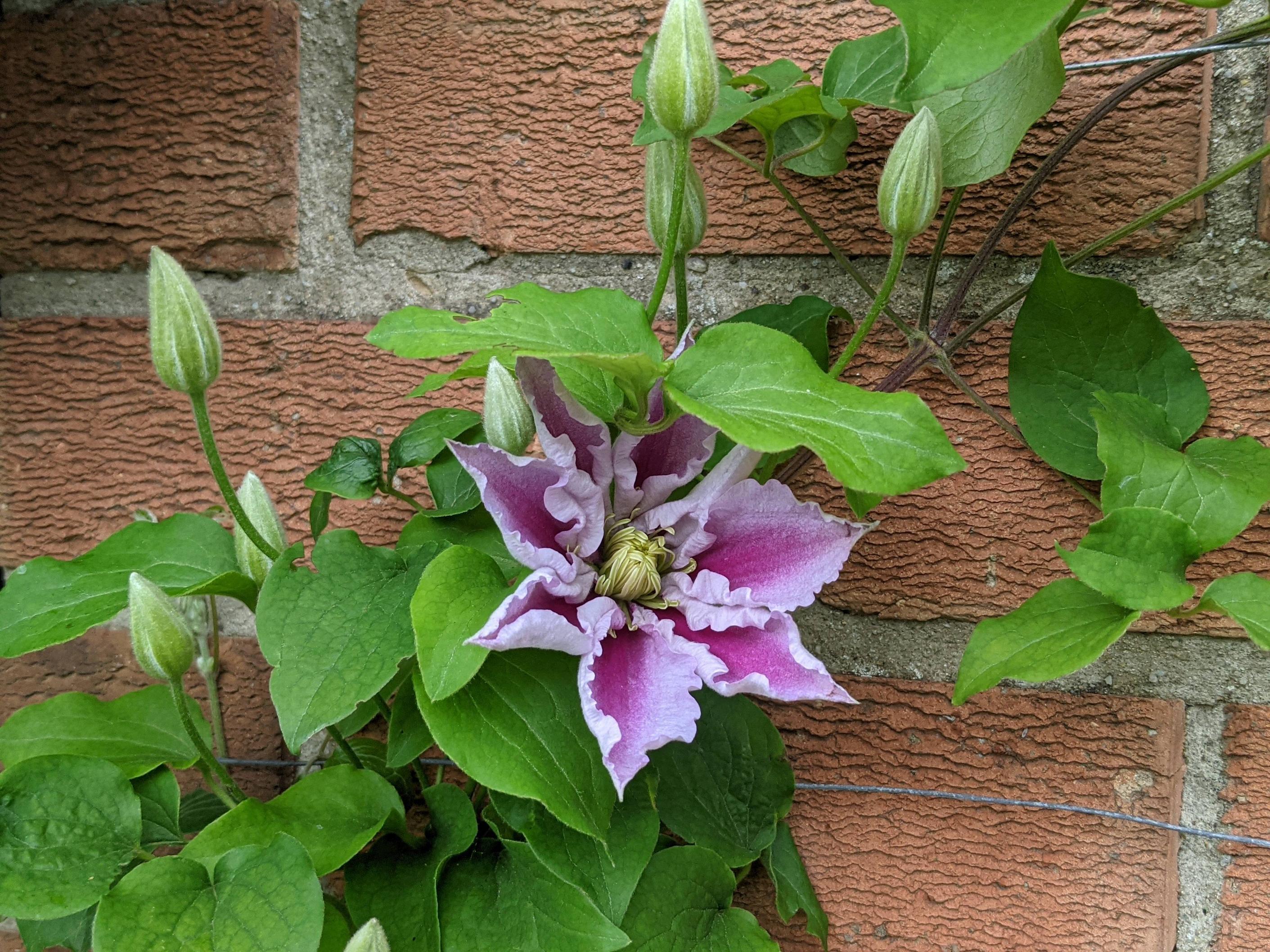 After a few years of never getting Clematis to flower, this year I've been successful! | Scrolller