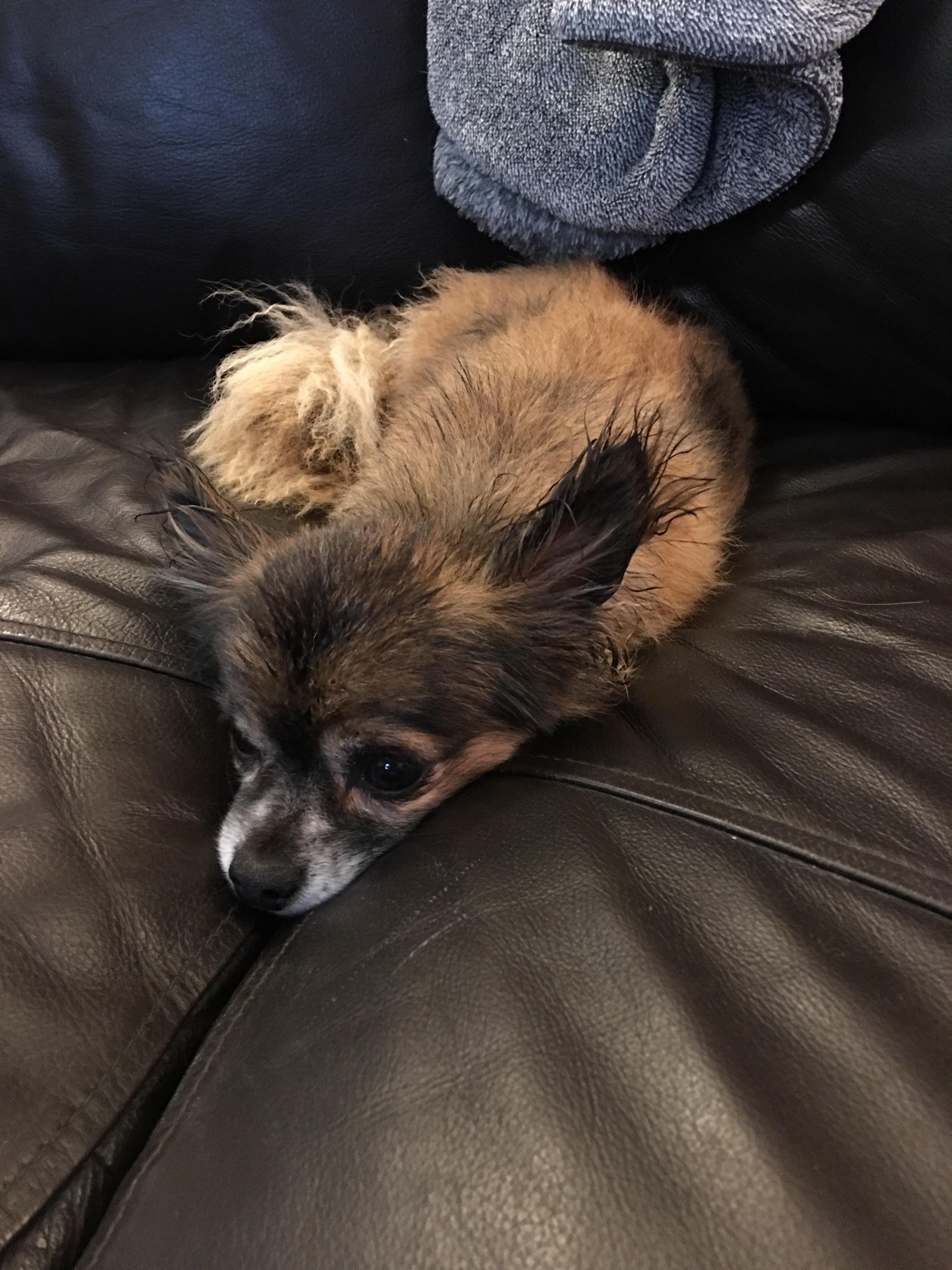 After Bath Dog Loaf | Scrolller