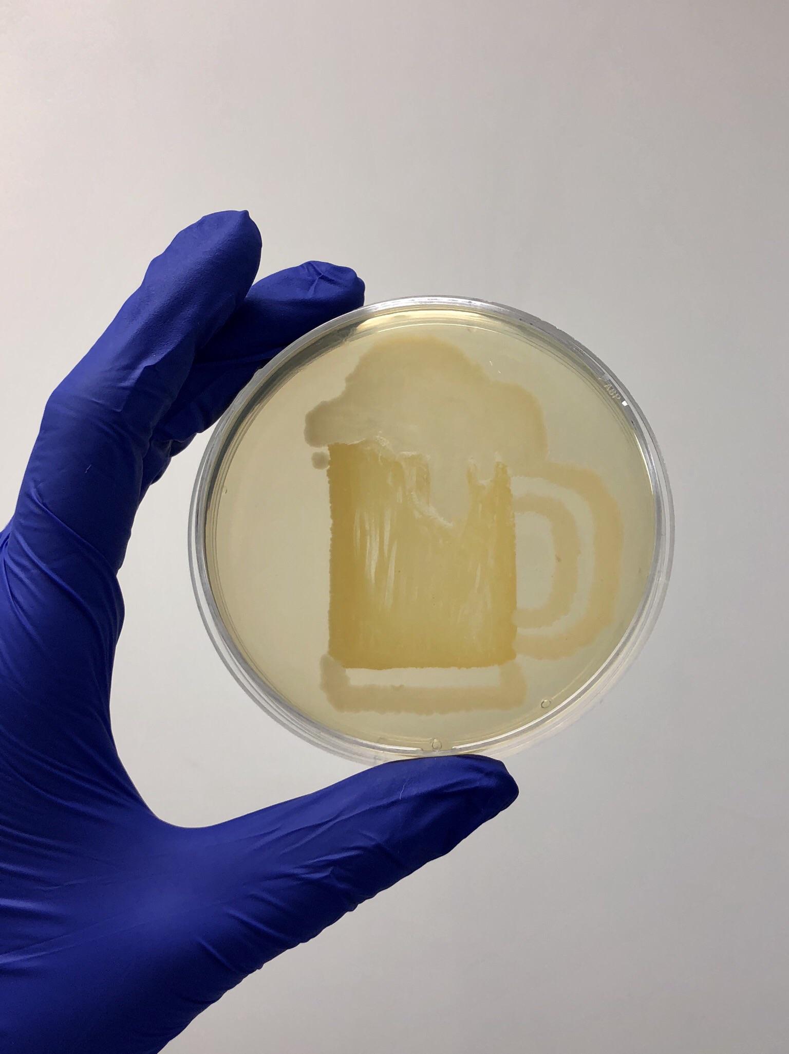 Agar art: B. subtilis and S. aureus on TSA | Scrolller