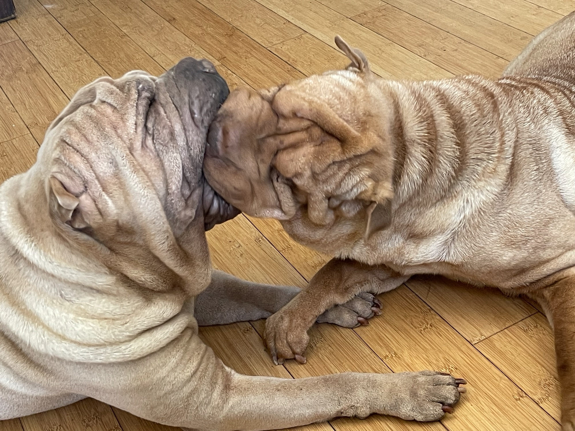 Aggressive grooming | Scrolller