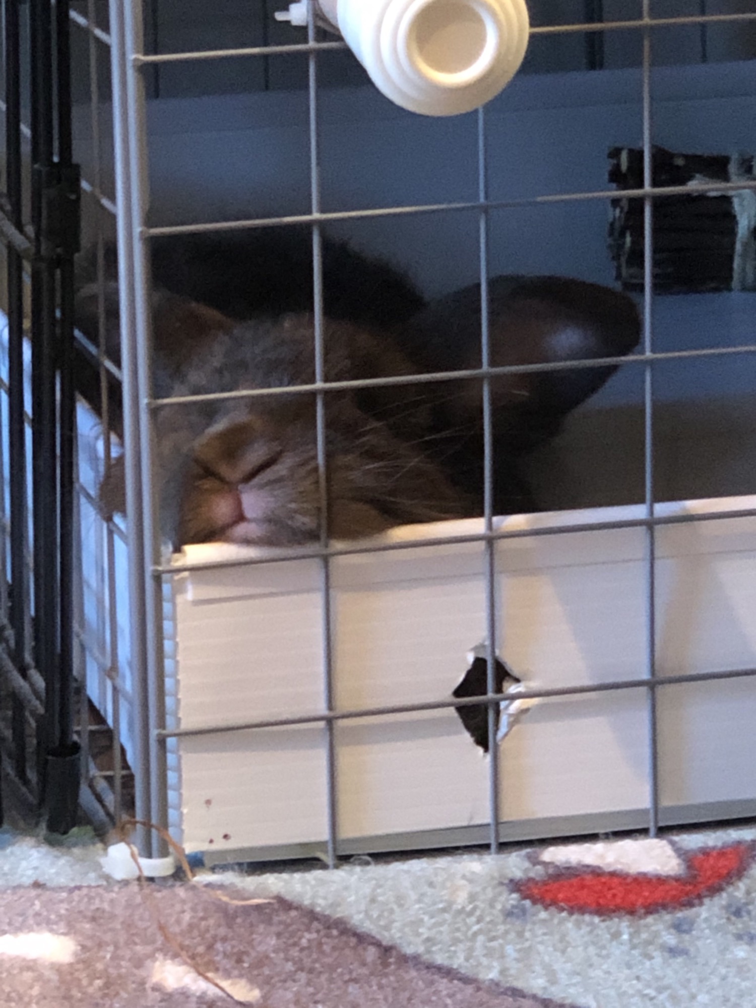 Ah yes, finally a chin rest | Scrolller