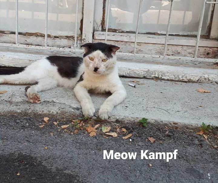 Ah, yes.. Kitler. | Scrolller