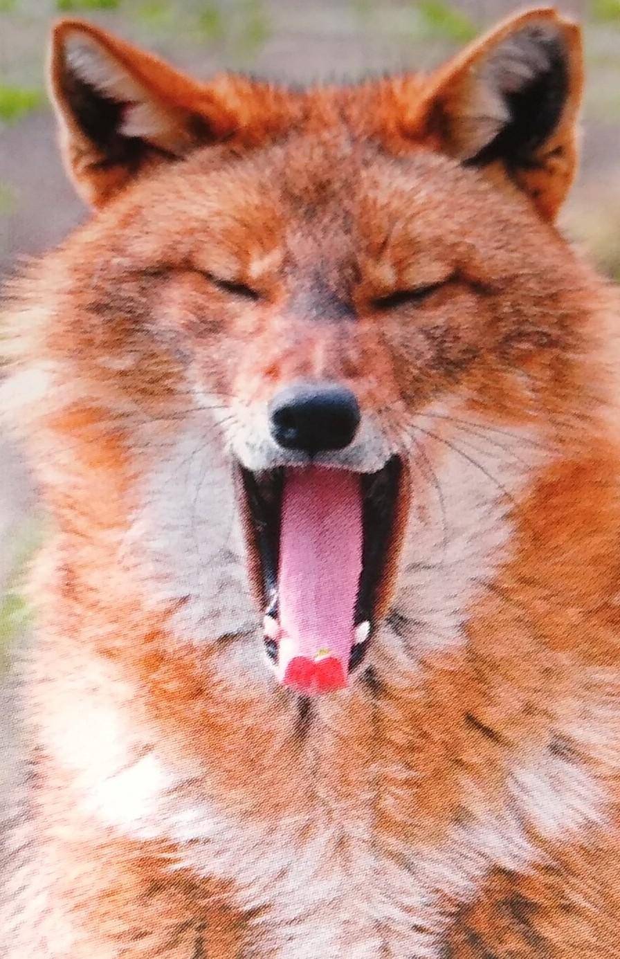 Ahegao fox | Scrolller