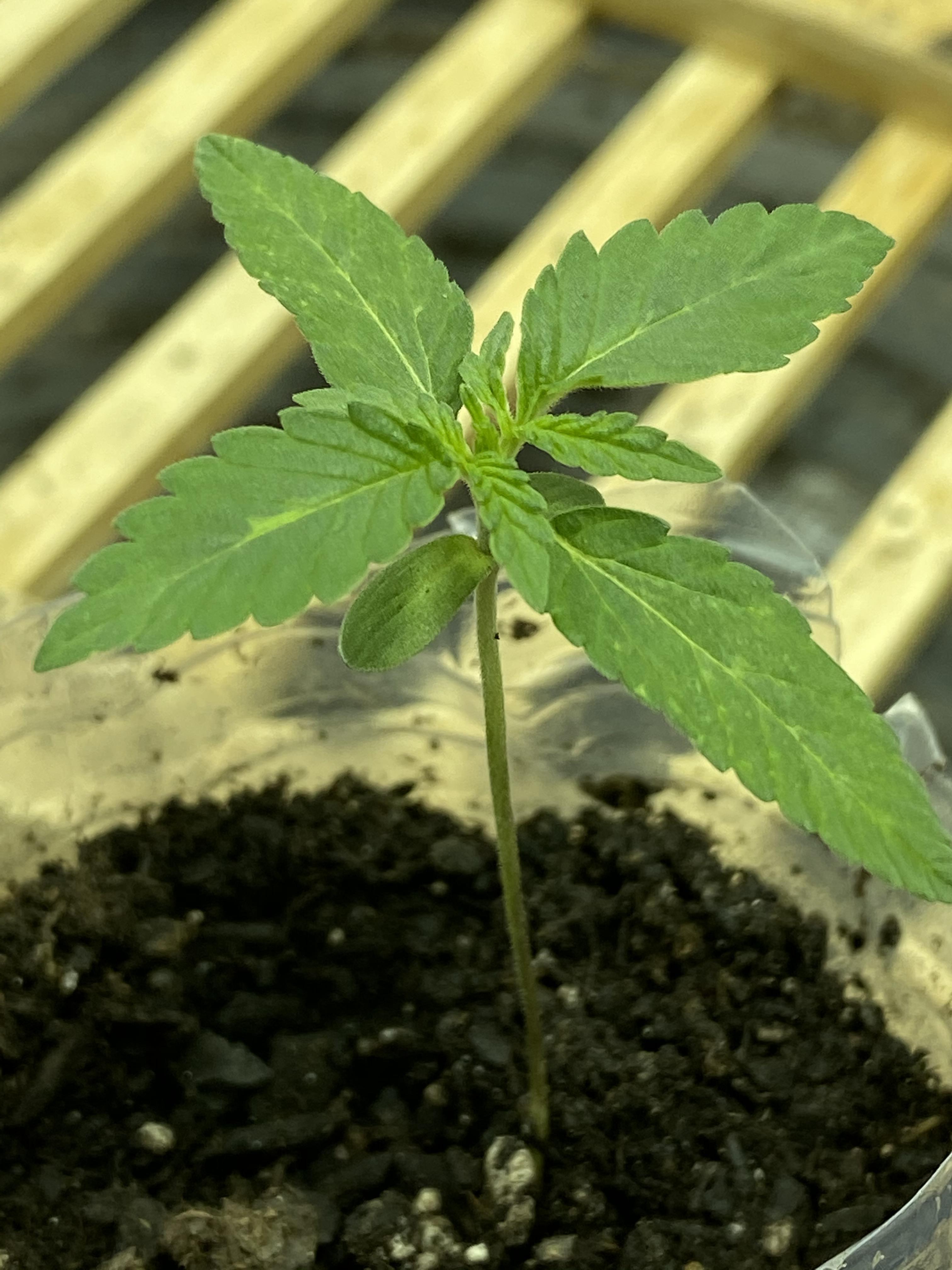 Aint nobody gonna hold her down. | Scrolller