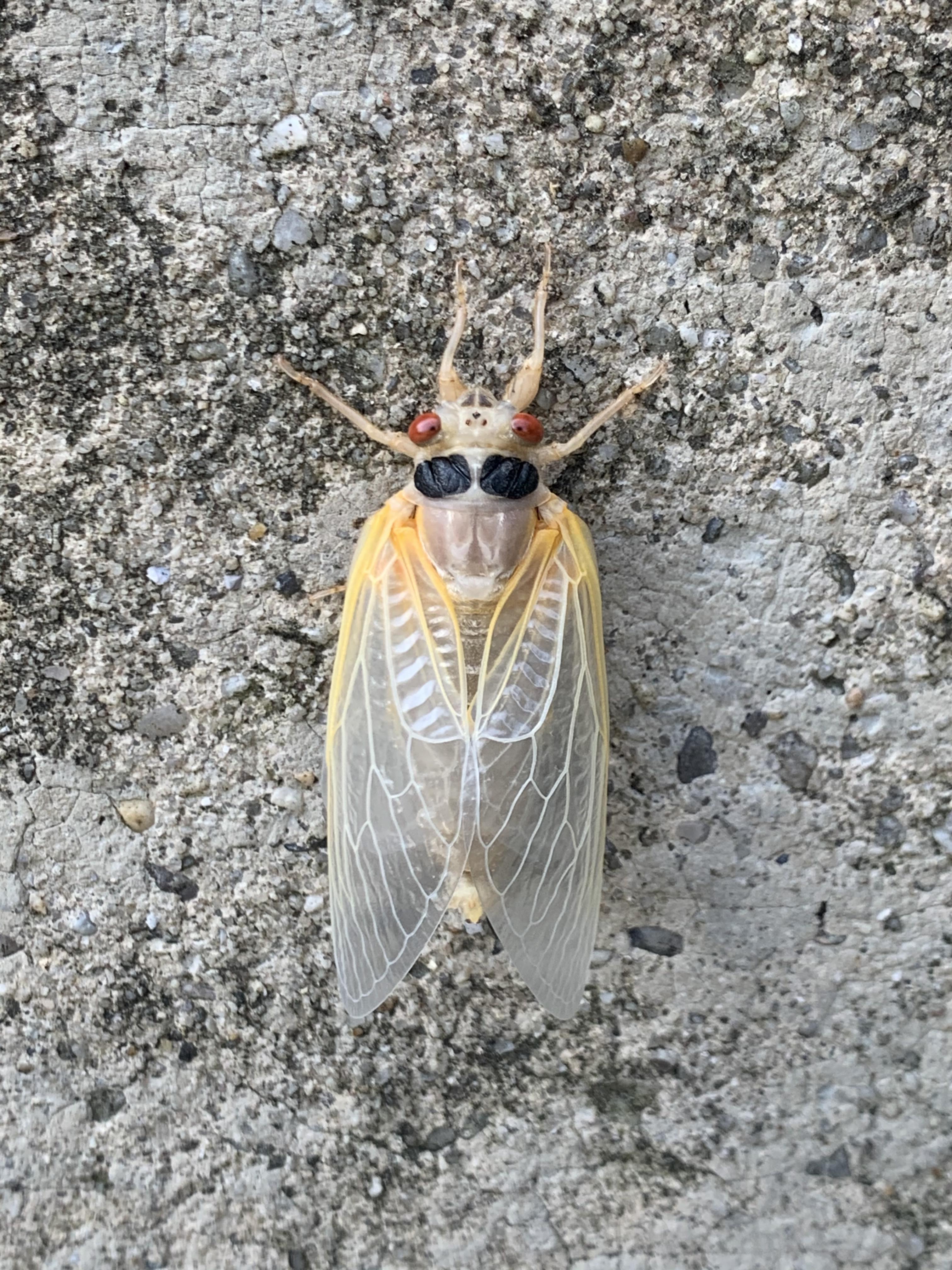 Albino brood x cicada? | Scrolller