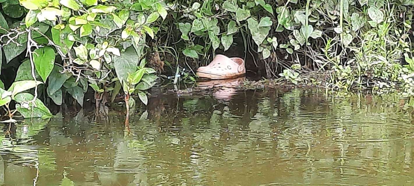 Albino croc | Scrolller