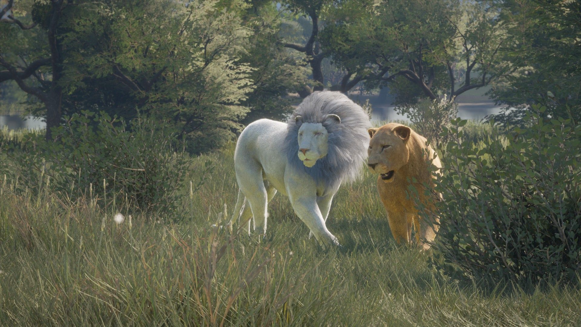 Albino King of the Savanna | Scrolller