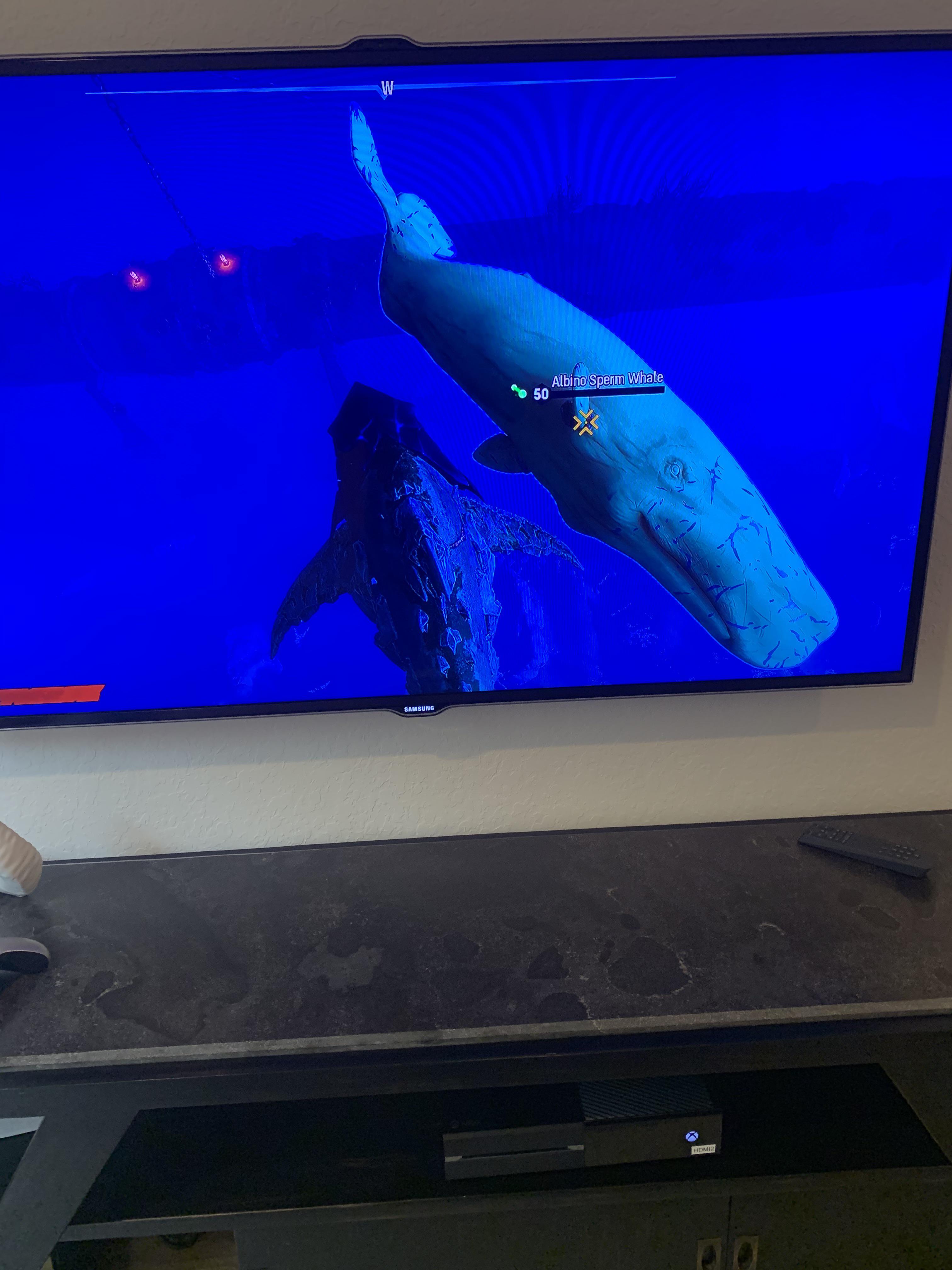 Albino sperm whale | Scrolller