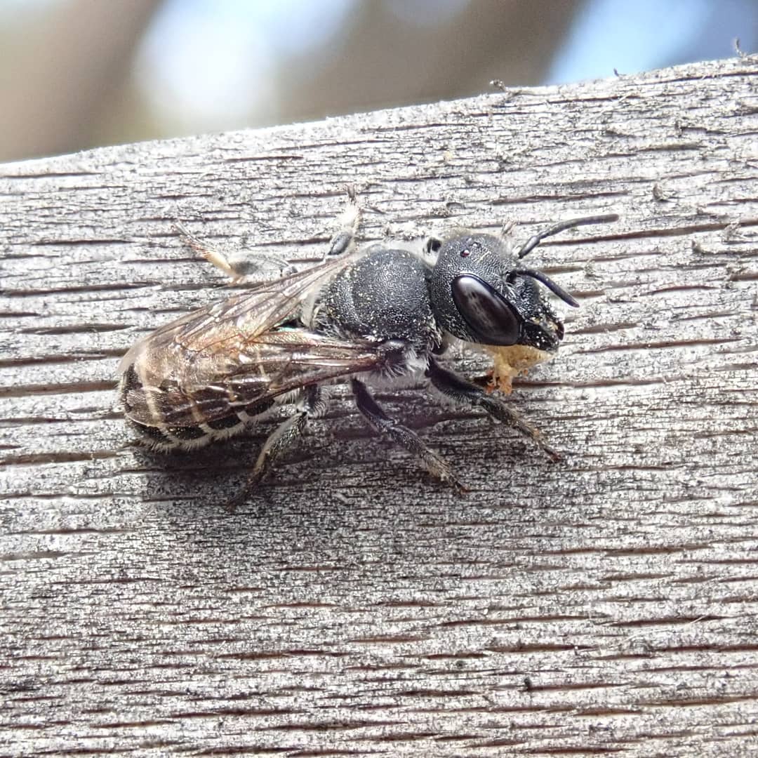 Alfalfa Leafcutter Bee - Megachile rotundata | Scrolller