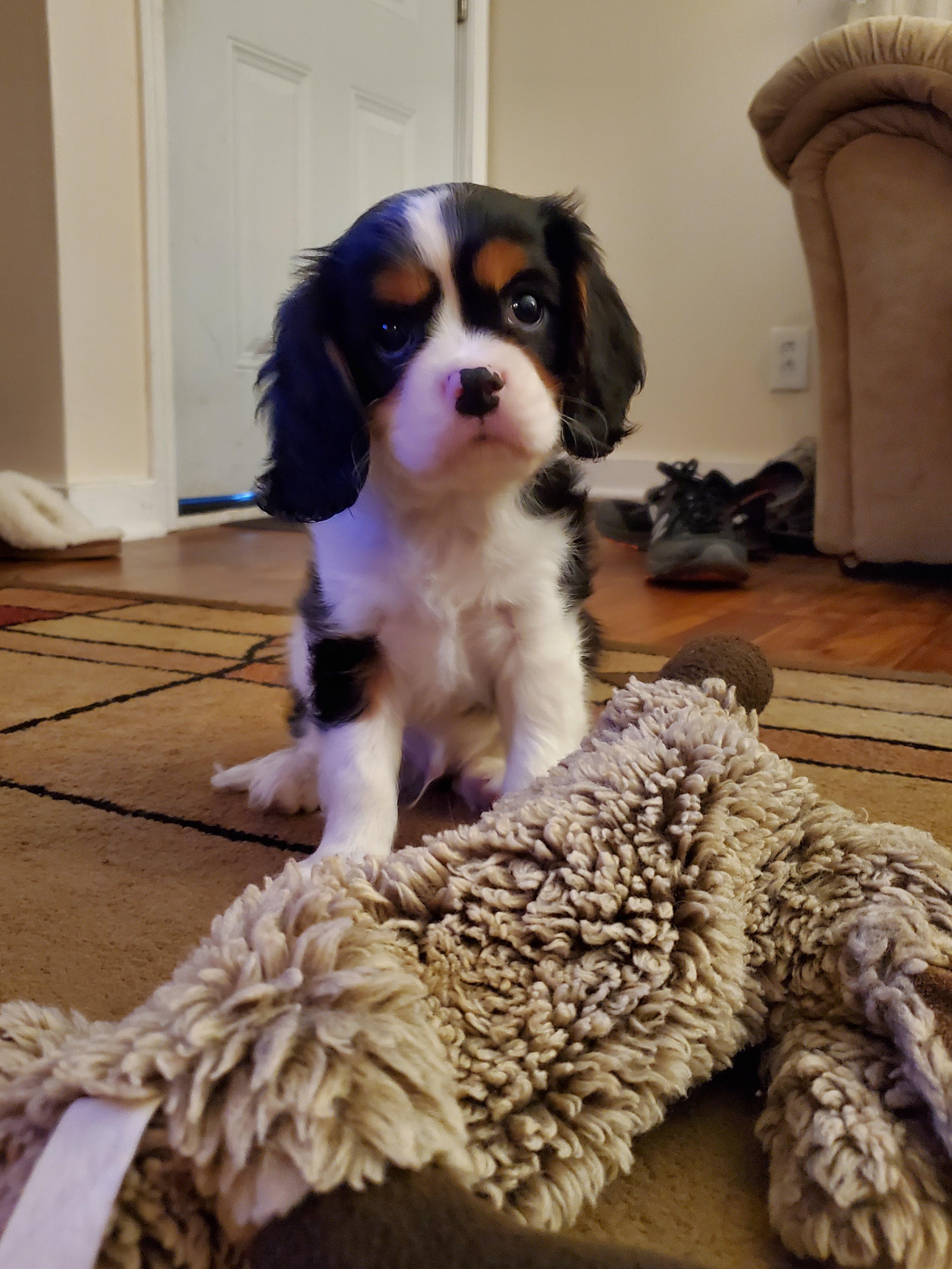 Alfie, the 9 week old gremlin! | Scrolller