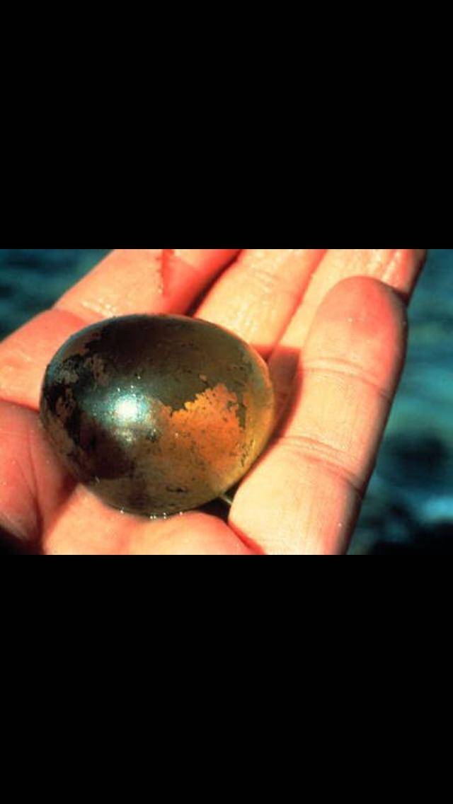 Algae globe no kiwis in sight, | Scrolller