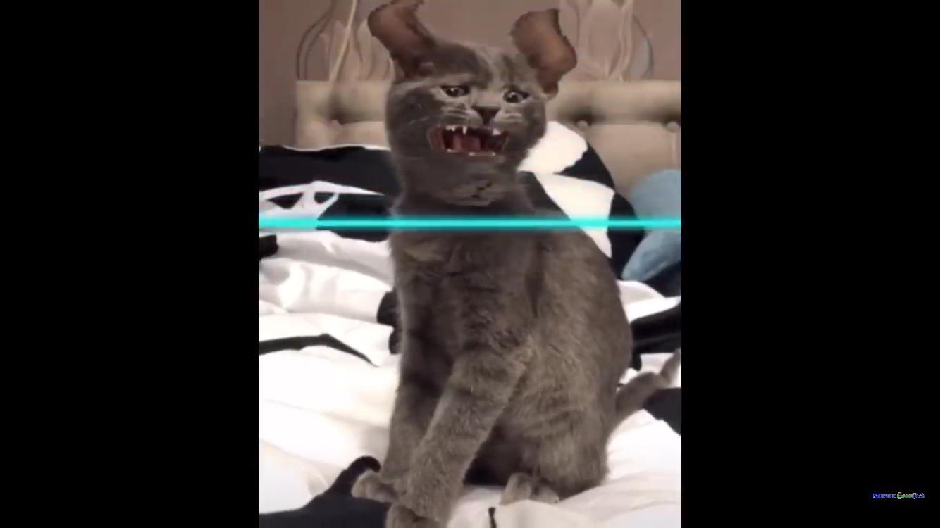 Alien cat 😂 | Scrolller