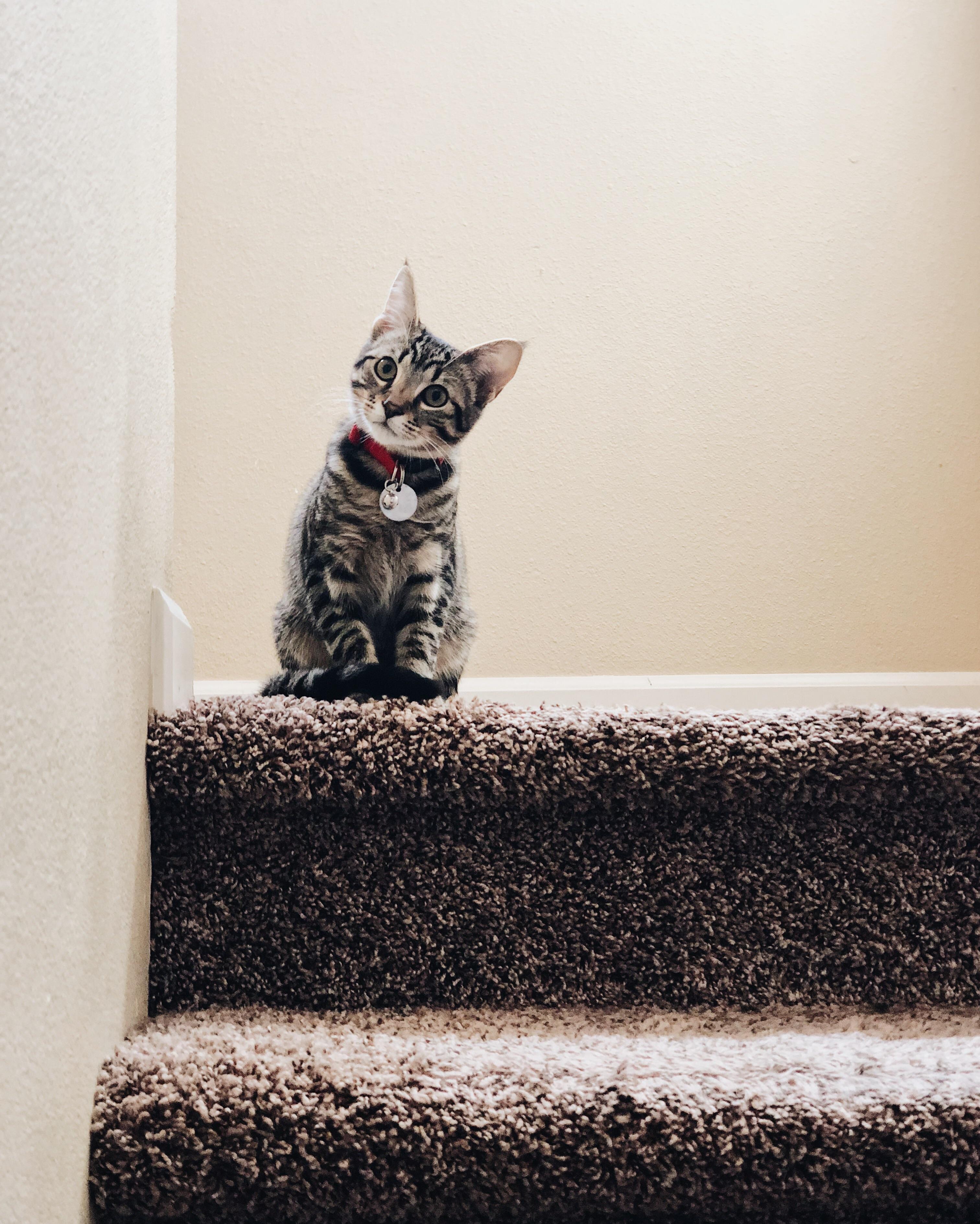 Alina is a very curious kitty. | Scrolller