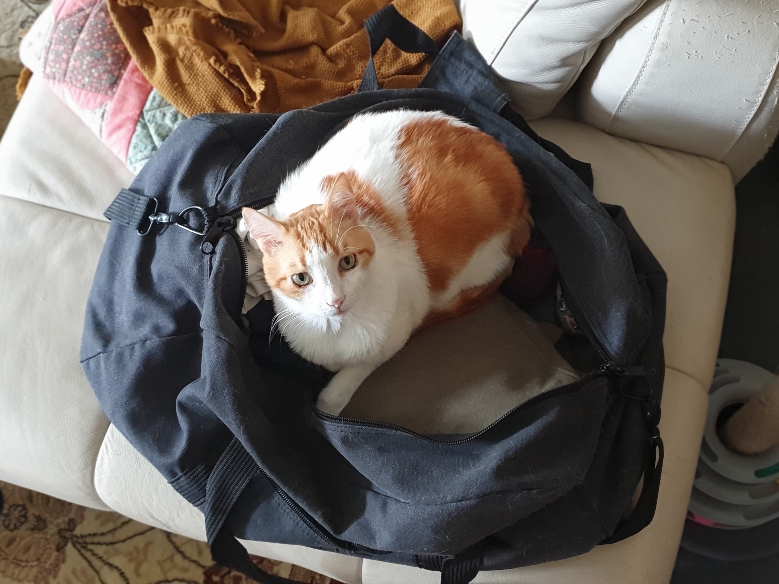 All bags are cat traps in our house | Scrolller