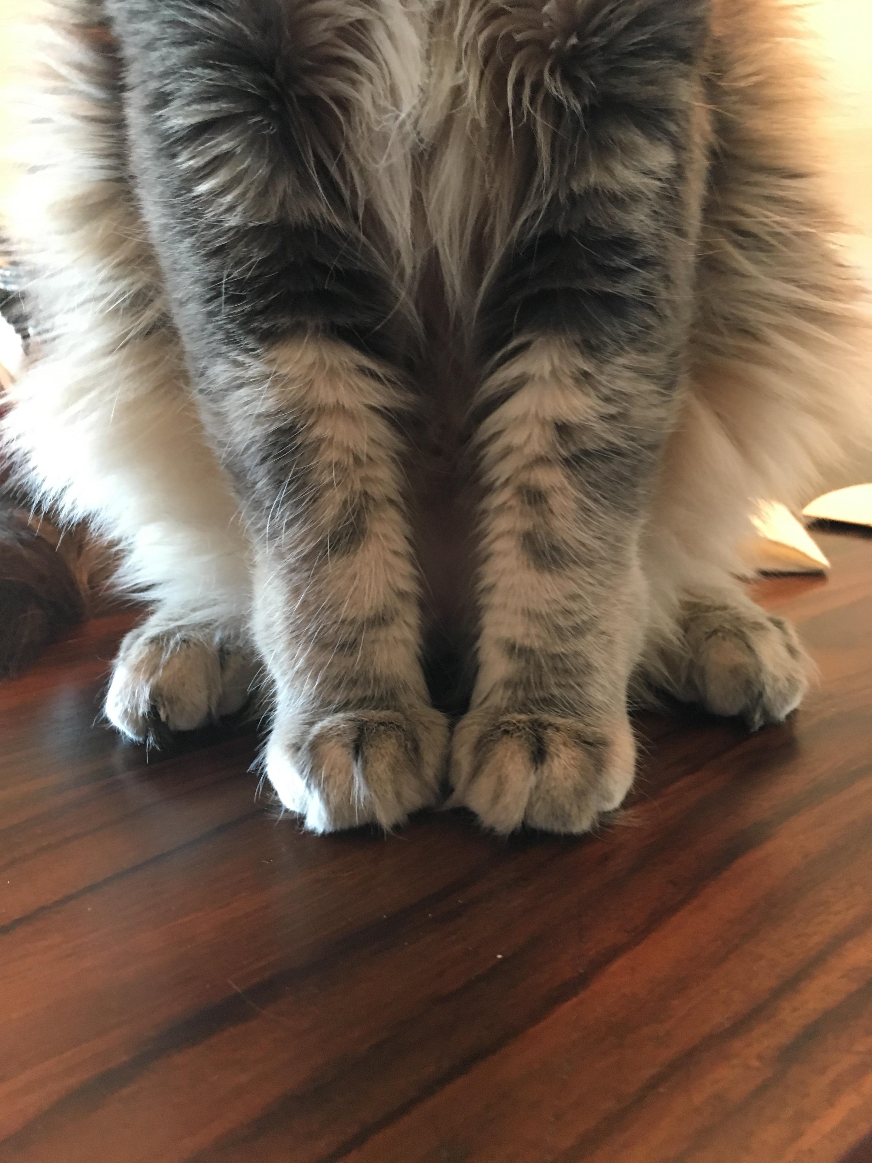 All four feetsies | Scrolller