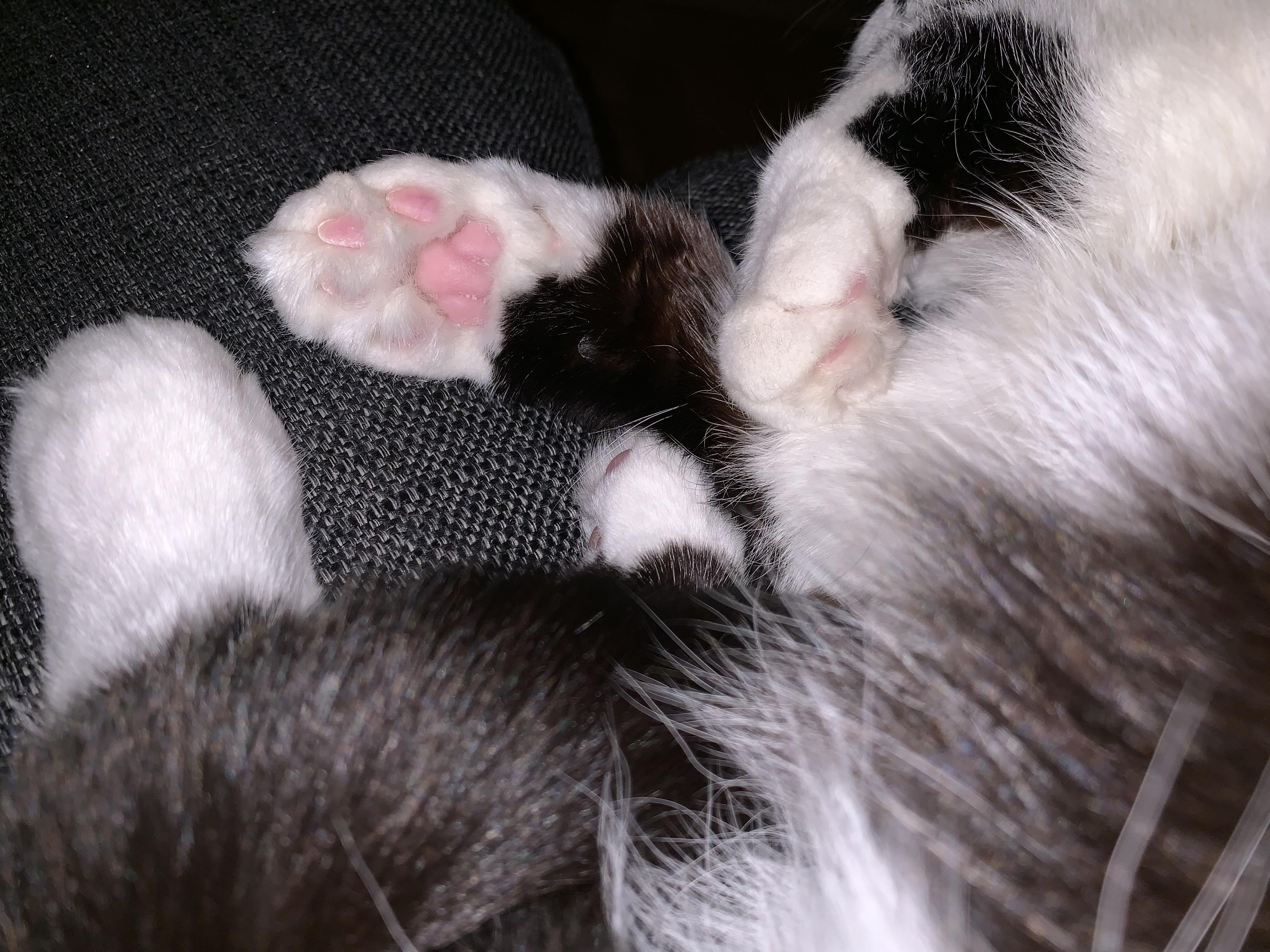 All her fluffy little paws | Scrolller