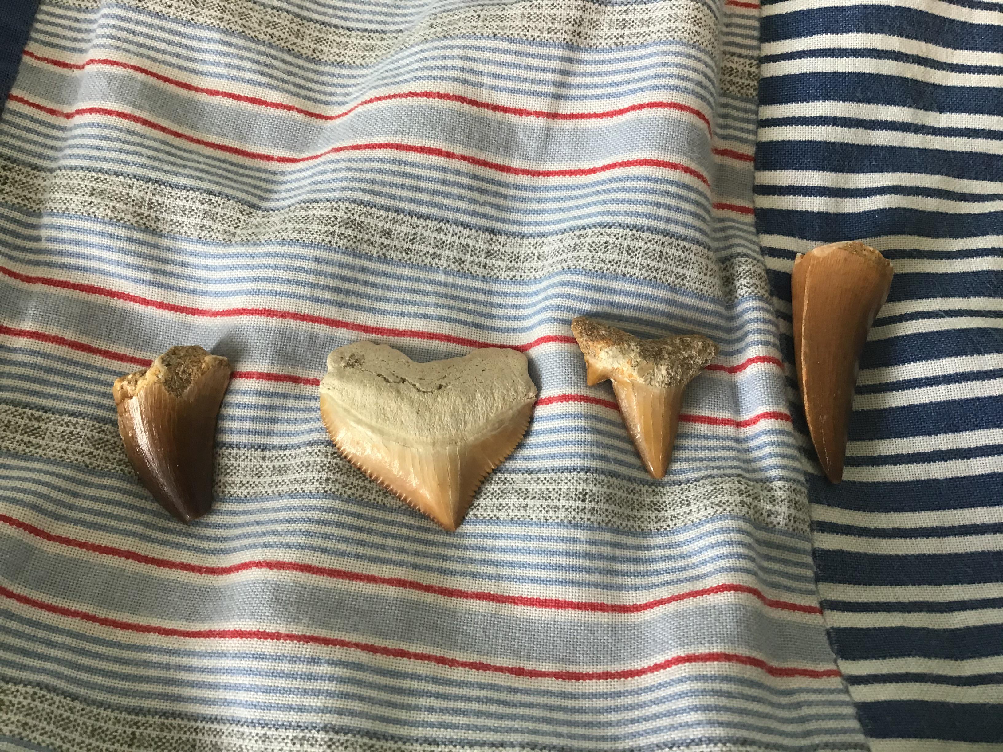 All my teeth ( mosasaurus, unknown shark tooth, otodus shark tooth and Spinosaurus tooth ...