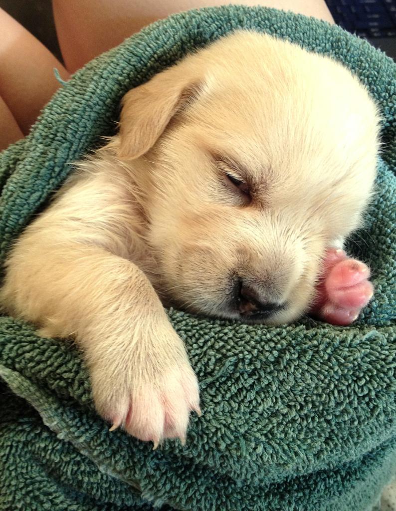 All tuckered out after her bath. | Scrolller