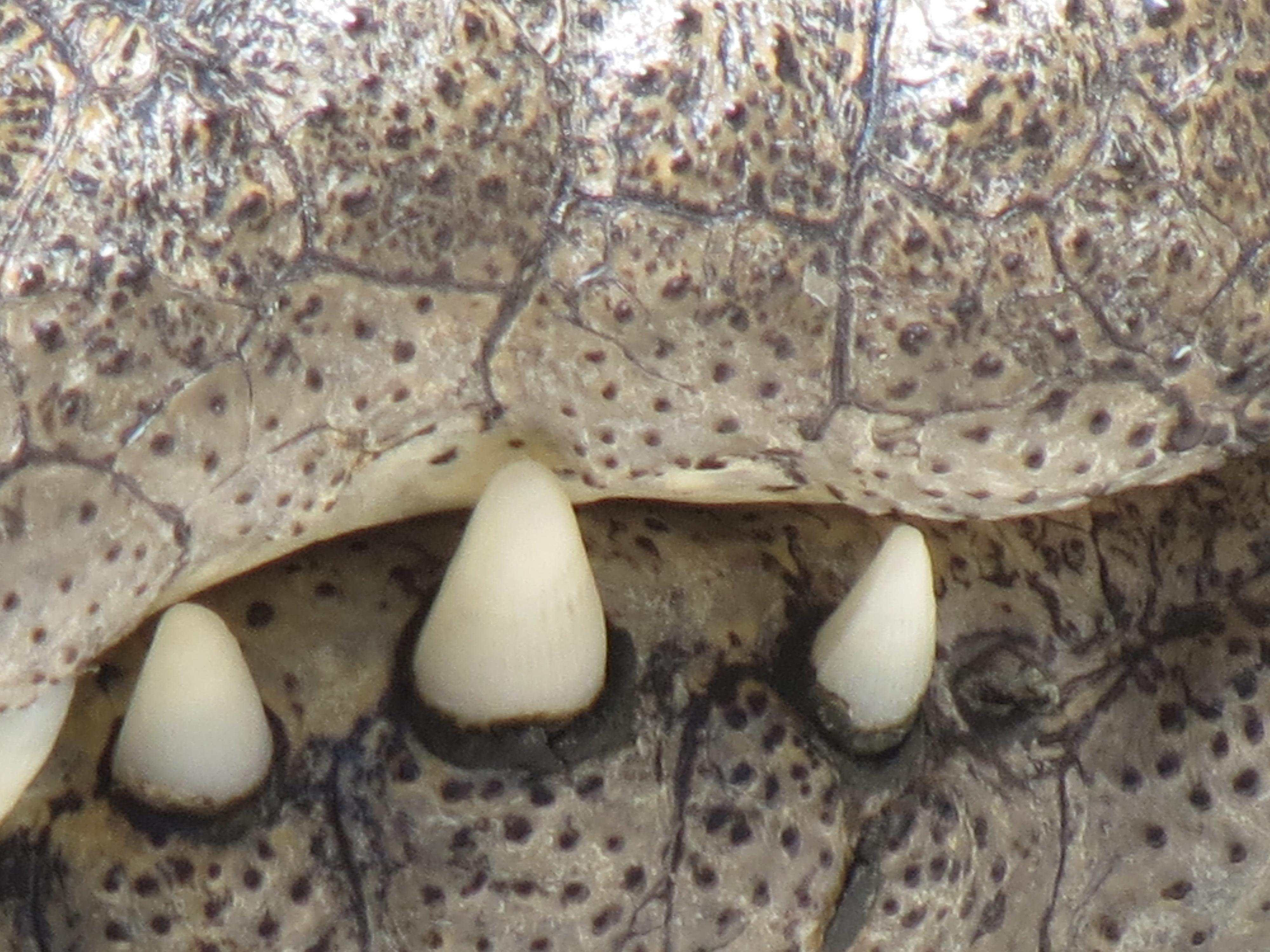 alligator | Scrolller