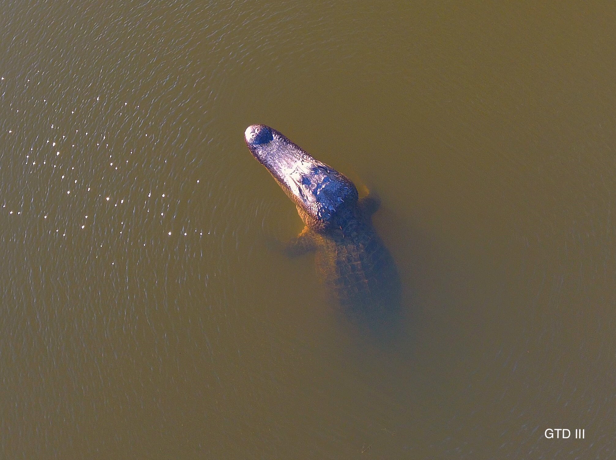 Alligator by the causeway | Scrolller