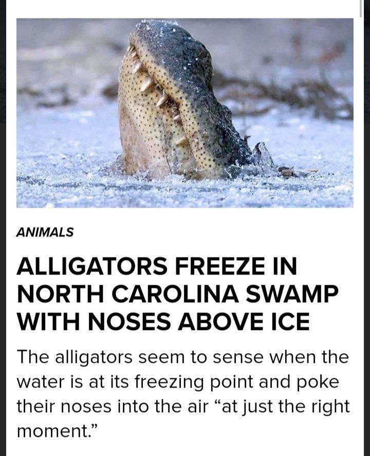 Alligators survive in frozen waters by sticking their nose above the ...