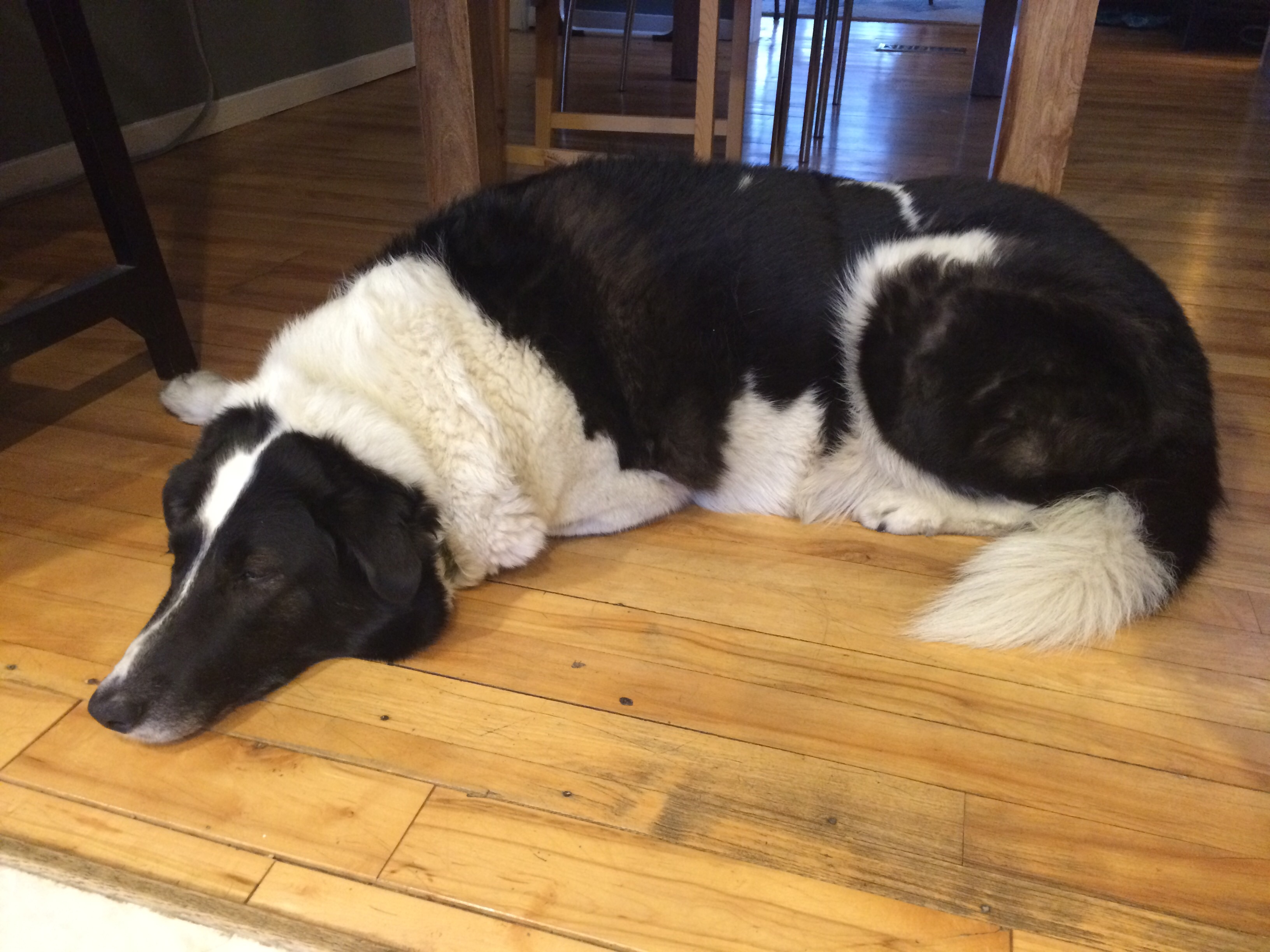 Almost a complete dog loaf... | Scrolller