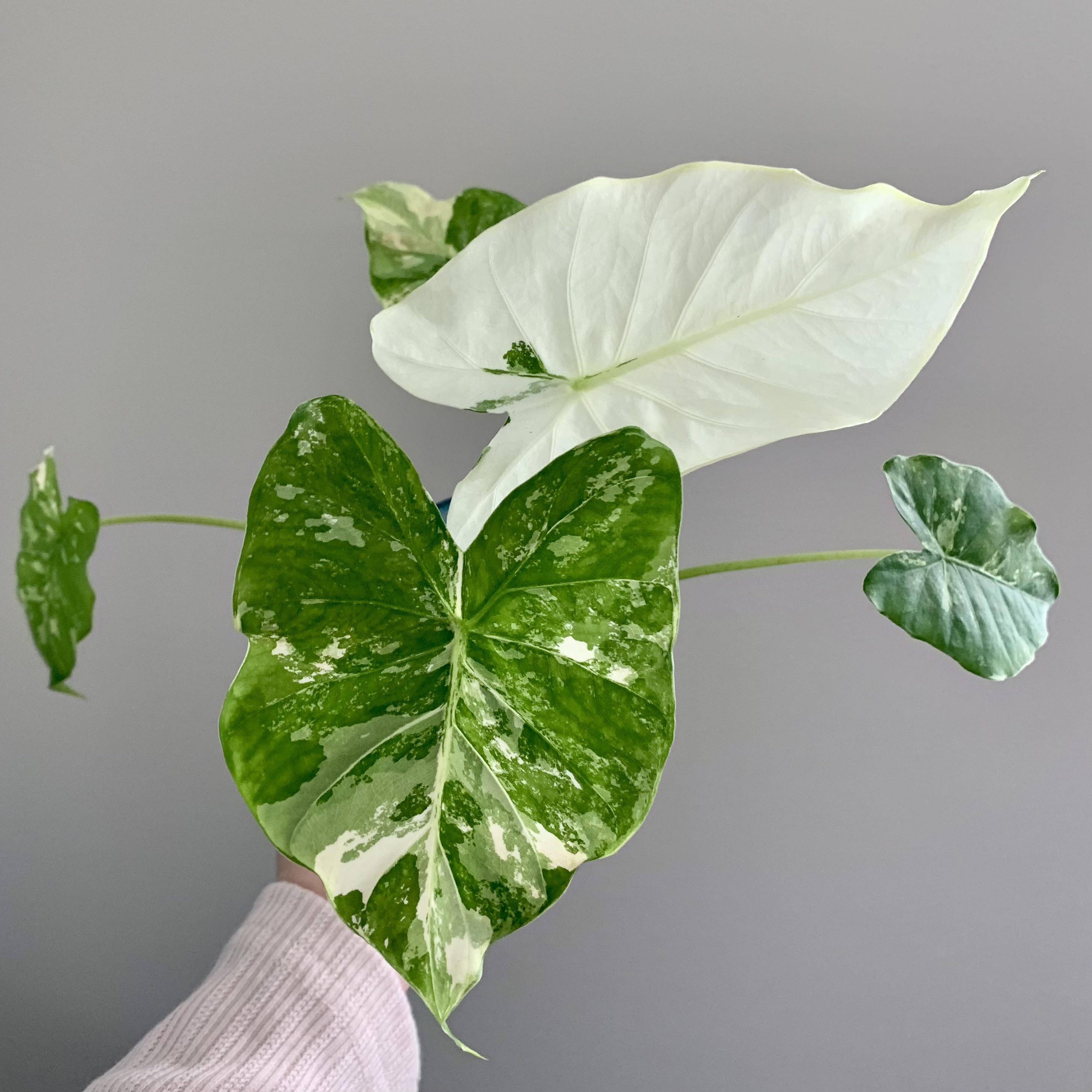 almost all white alocasia leaf | Scrolller