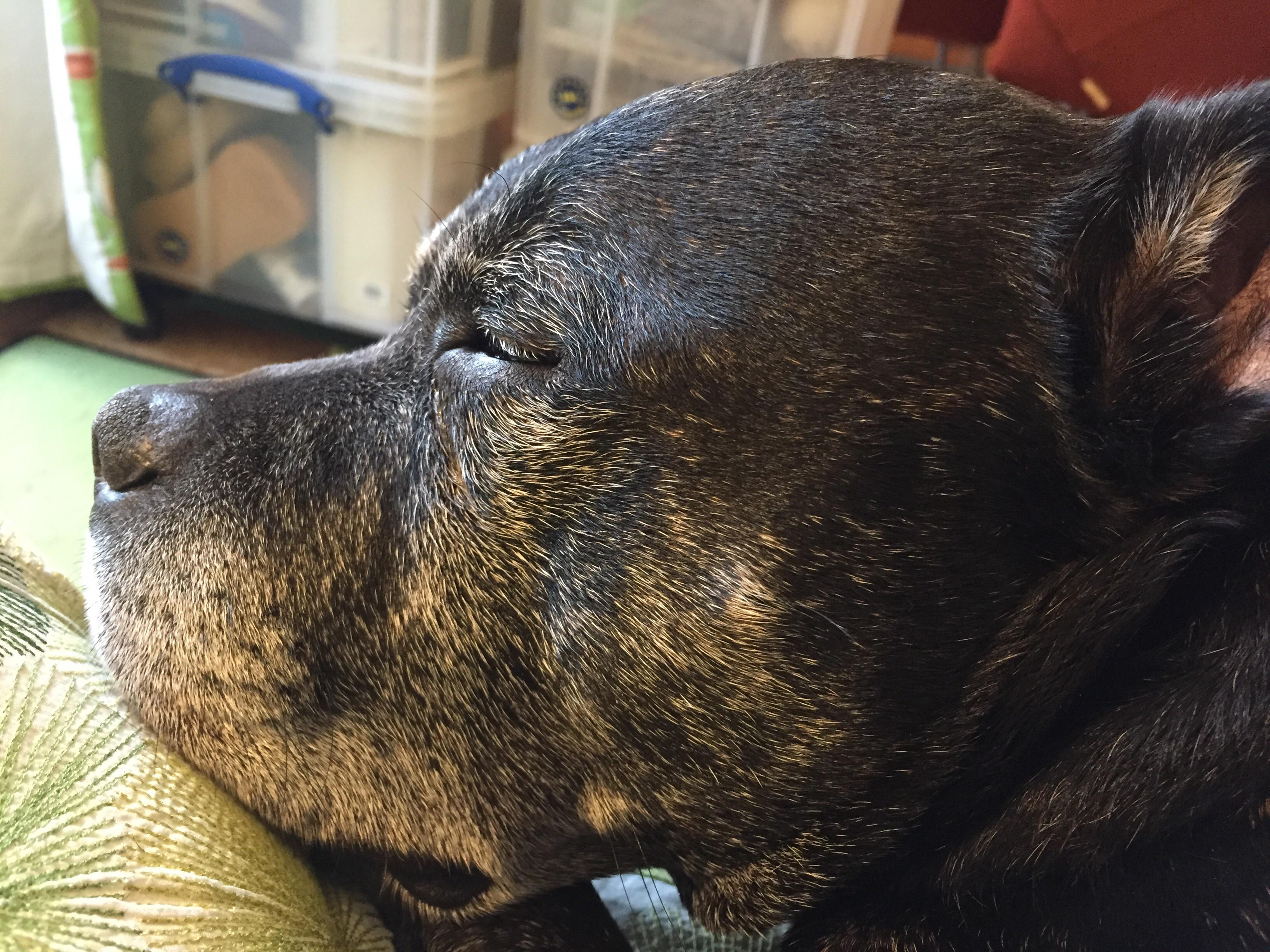 Almost Asleep Scrolller