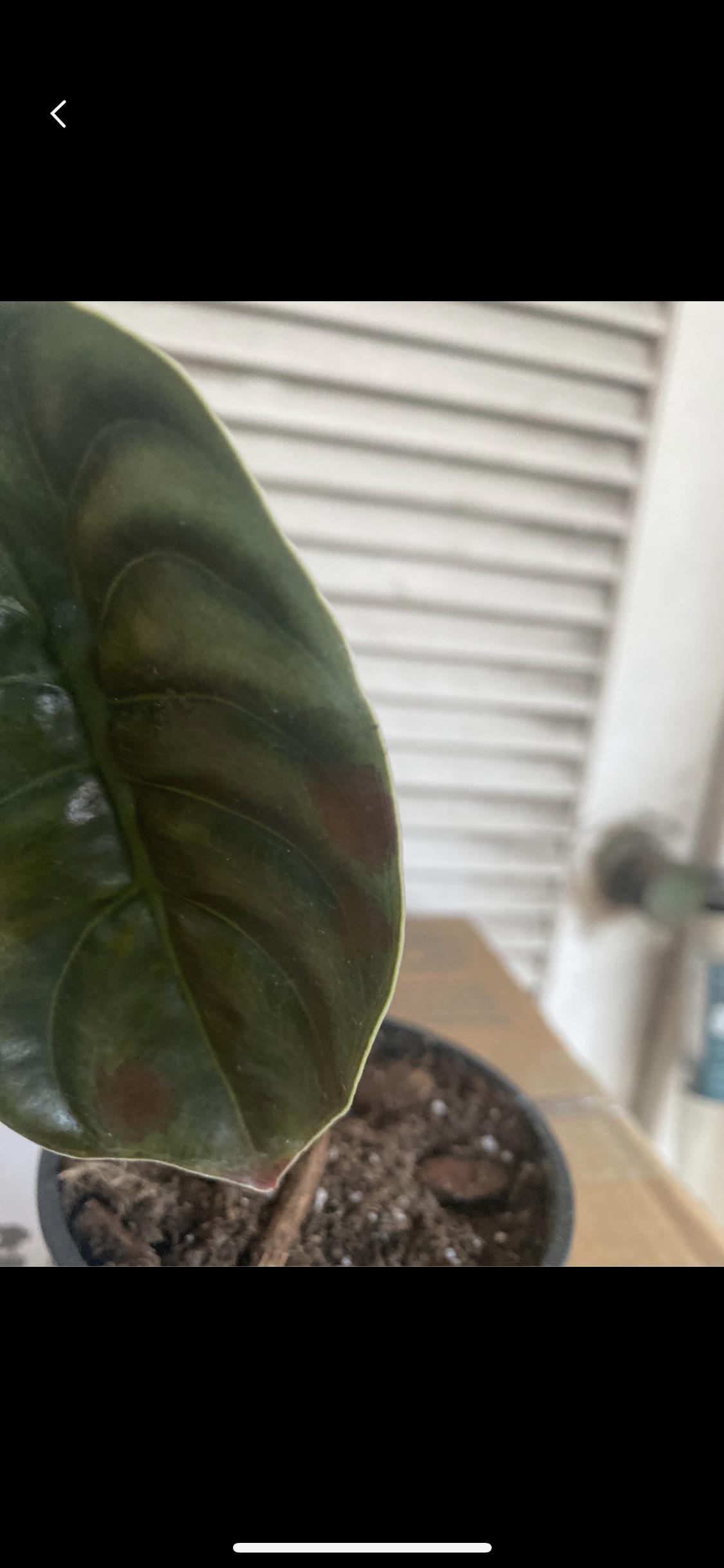 Alocasia Cuprea Brown Spots | Scrolller