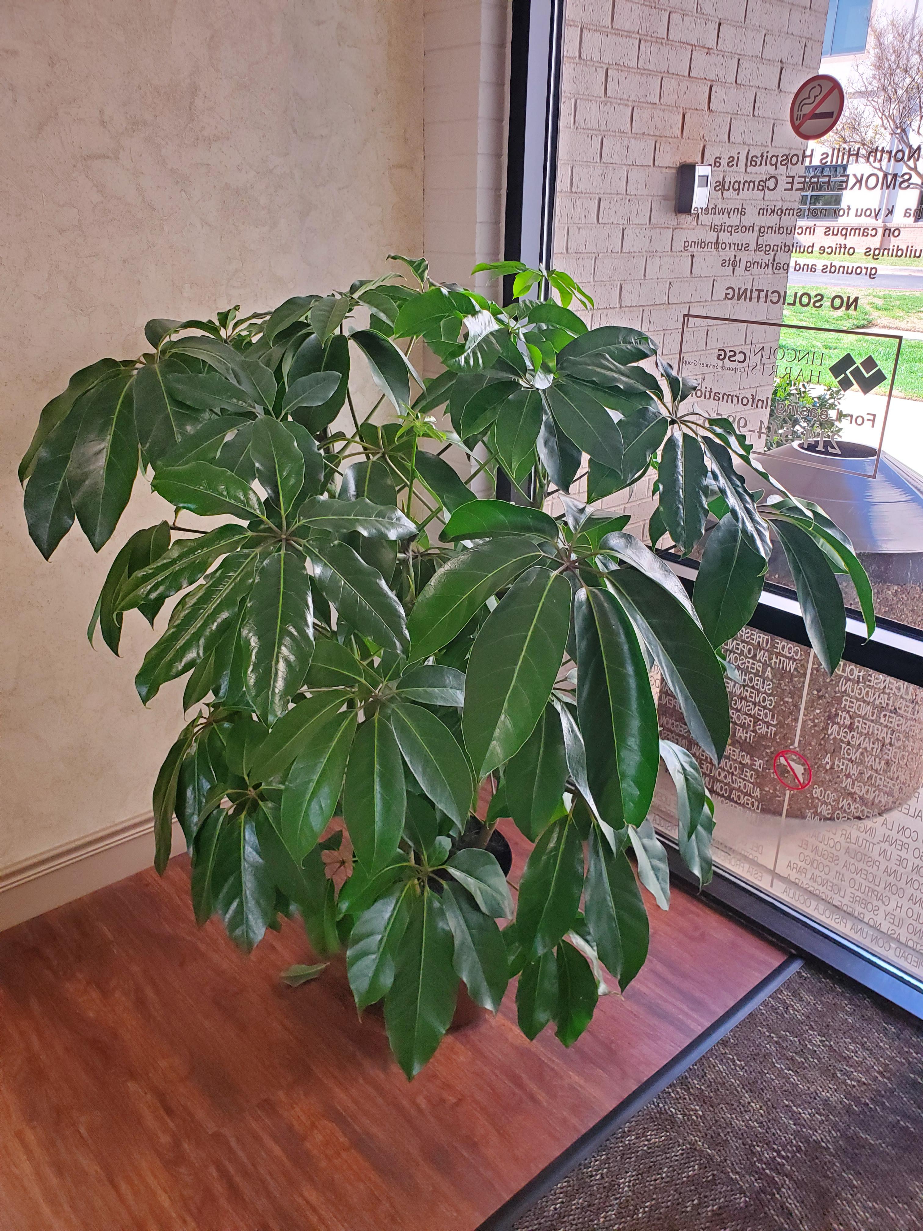 Also this money tree at the same location | Scrolller