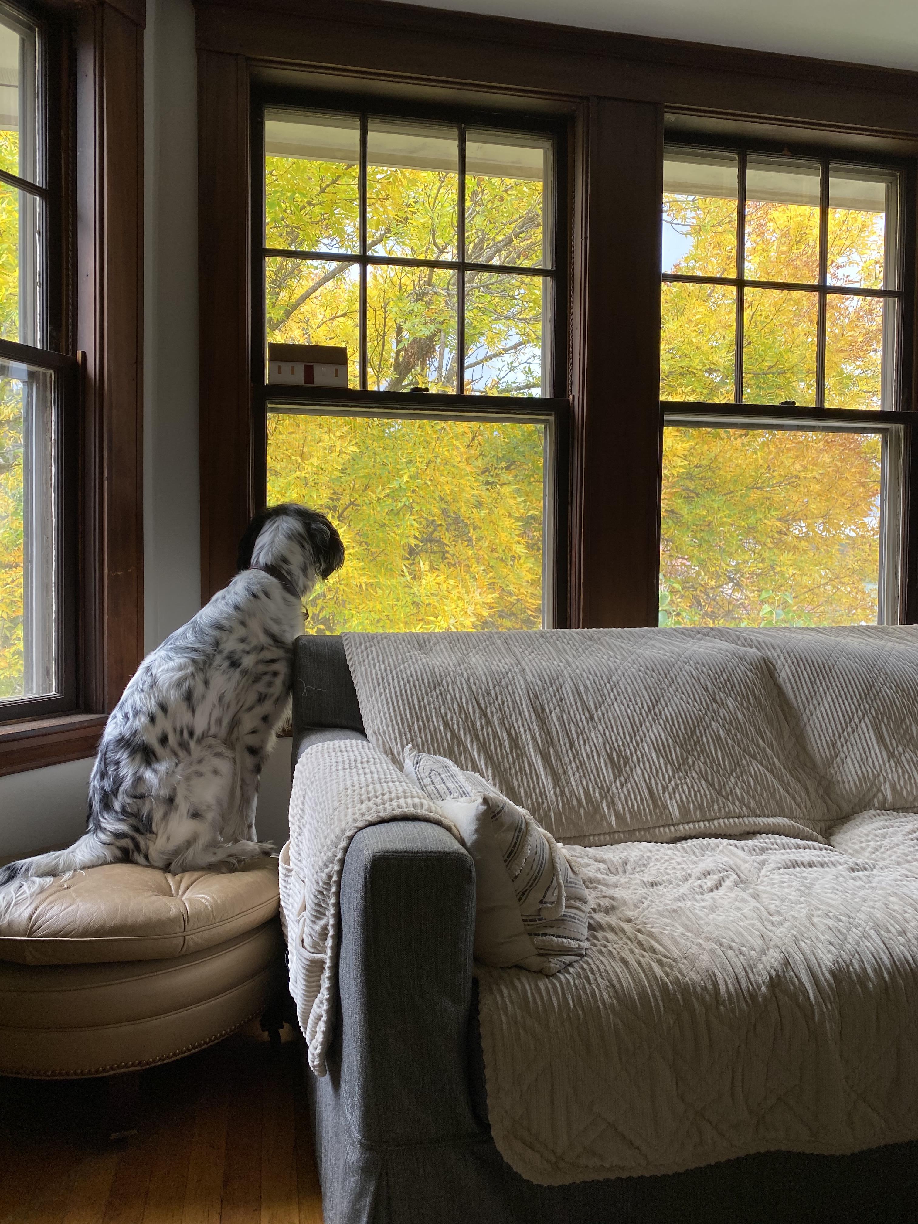 Always on guard | Scrolller