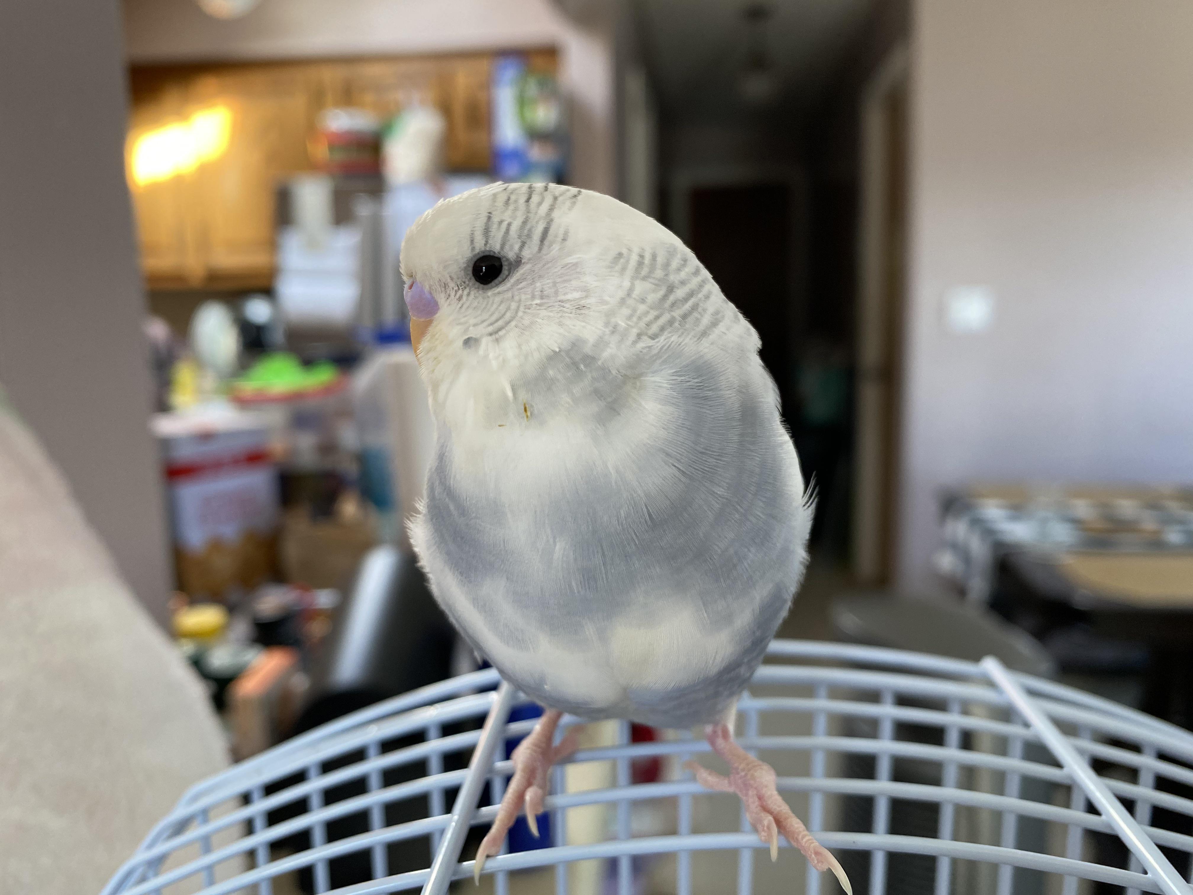 am i round enough to be a borb? | Scrolller