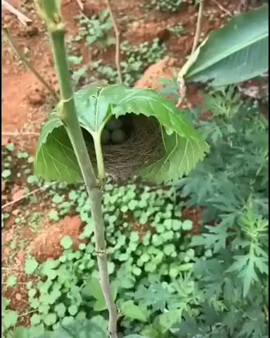 Amazingly woven nest in a leaf | Scrolller