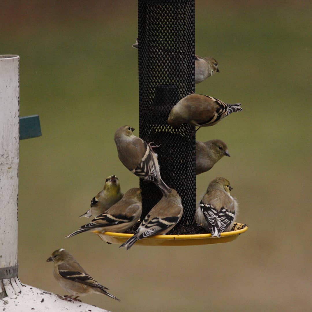 American Goldfinches ~Spinus tristis~ at the new feeder. | Scrolller