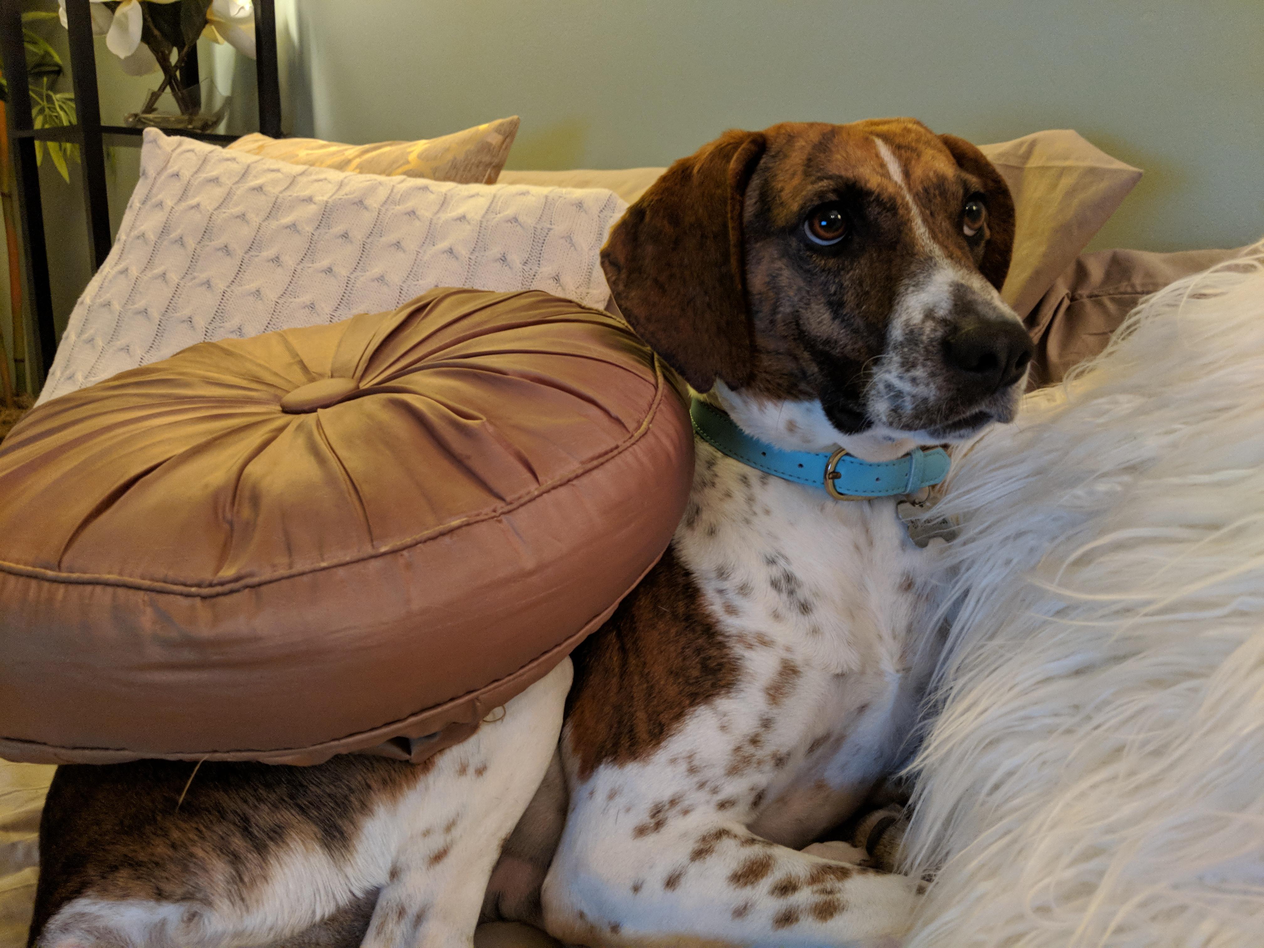 American Turtle Hound | Scrolller