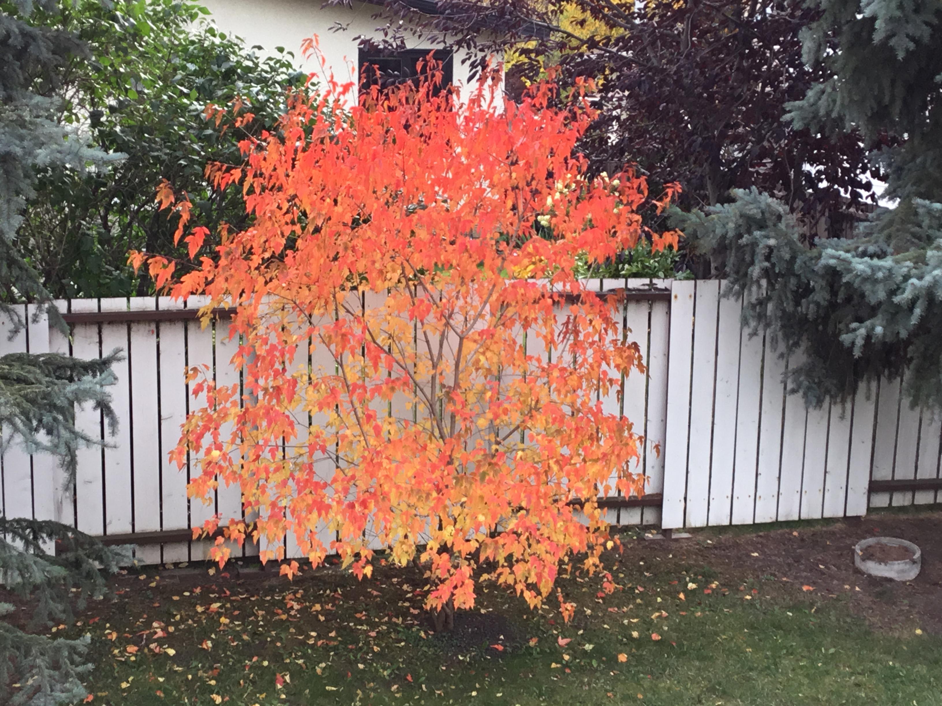 Amur maple flexing some color this fall | Scrolller