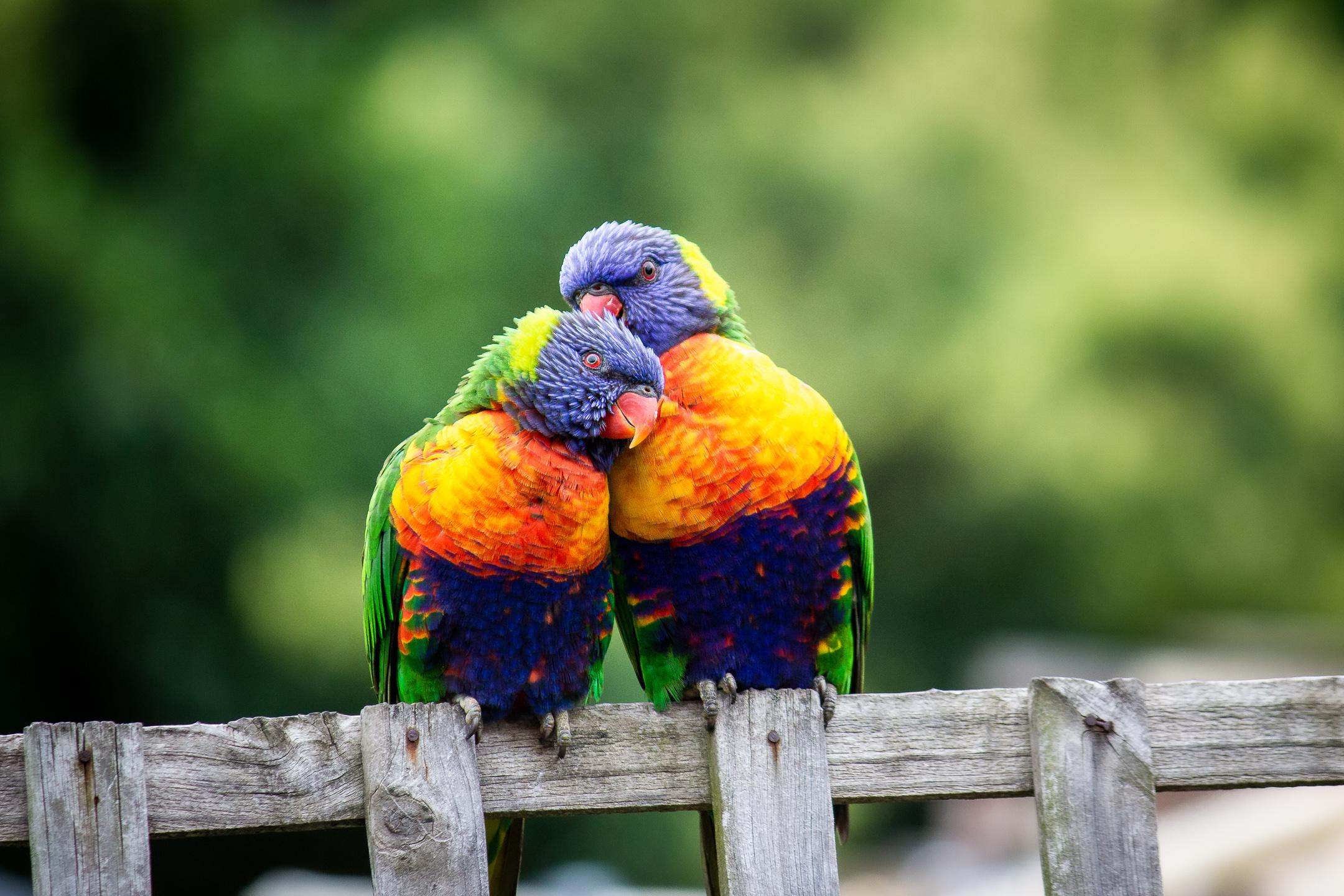 An adorable pair of rainbow lorikeets chilling on my fence. | Scrolller