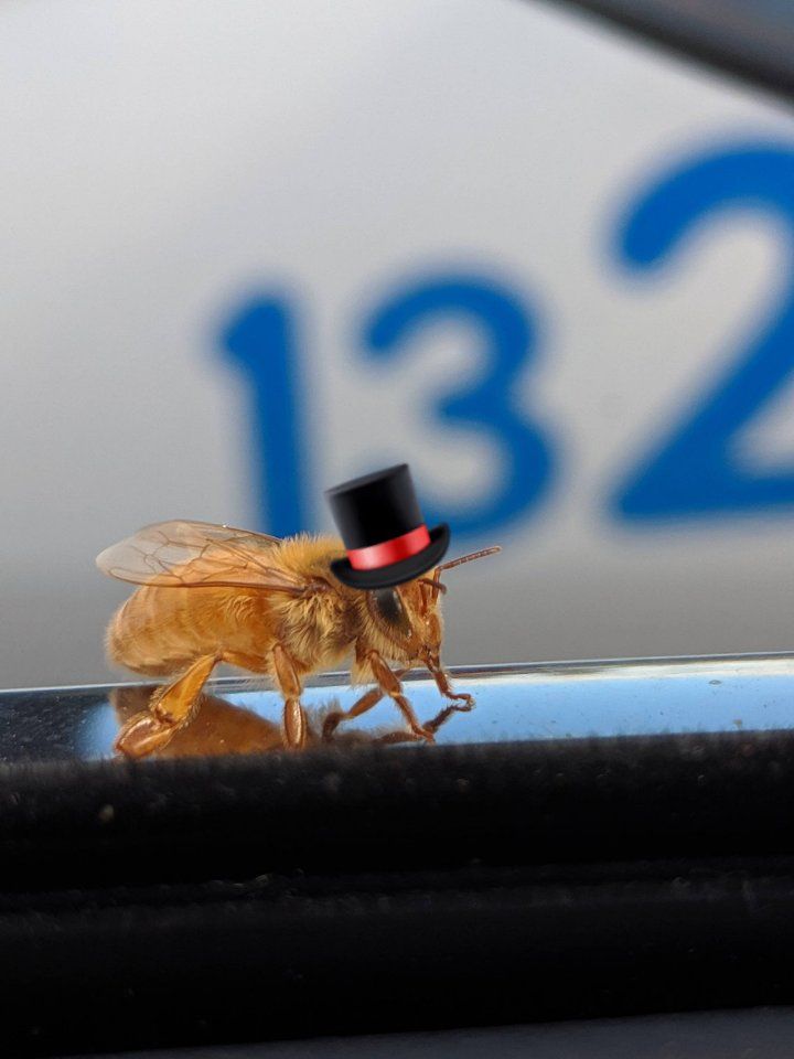 An elegant golden bee. | Scrolller