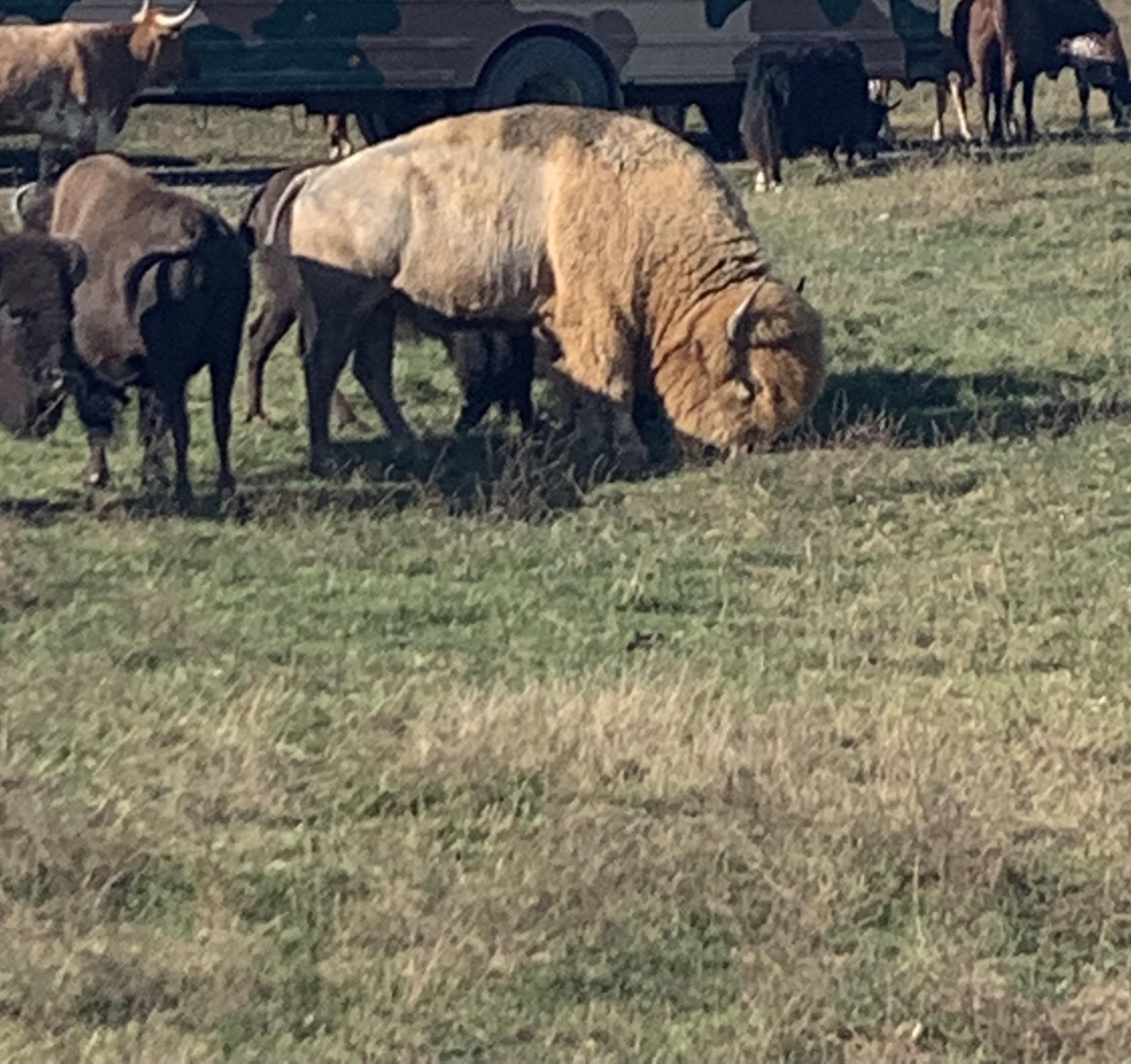 An interesting but common “golden bison” | Scrolller