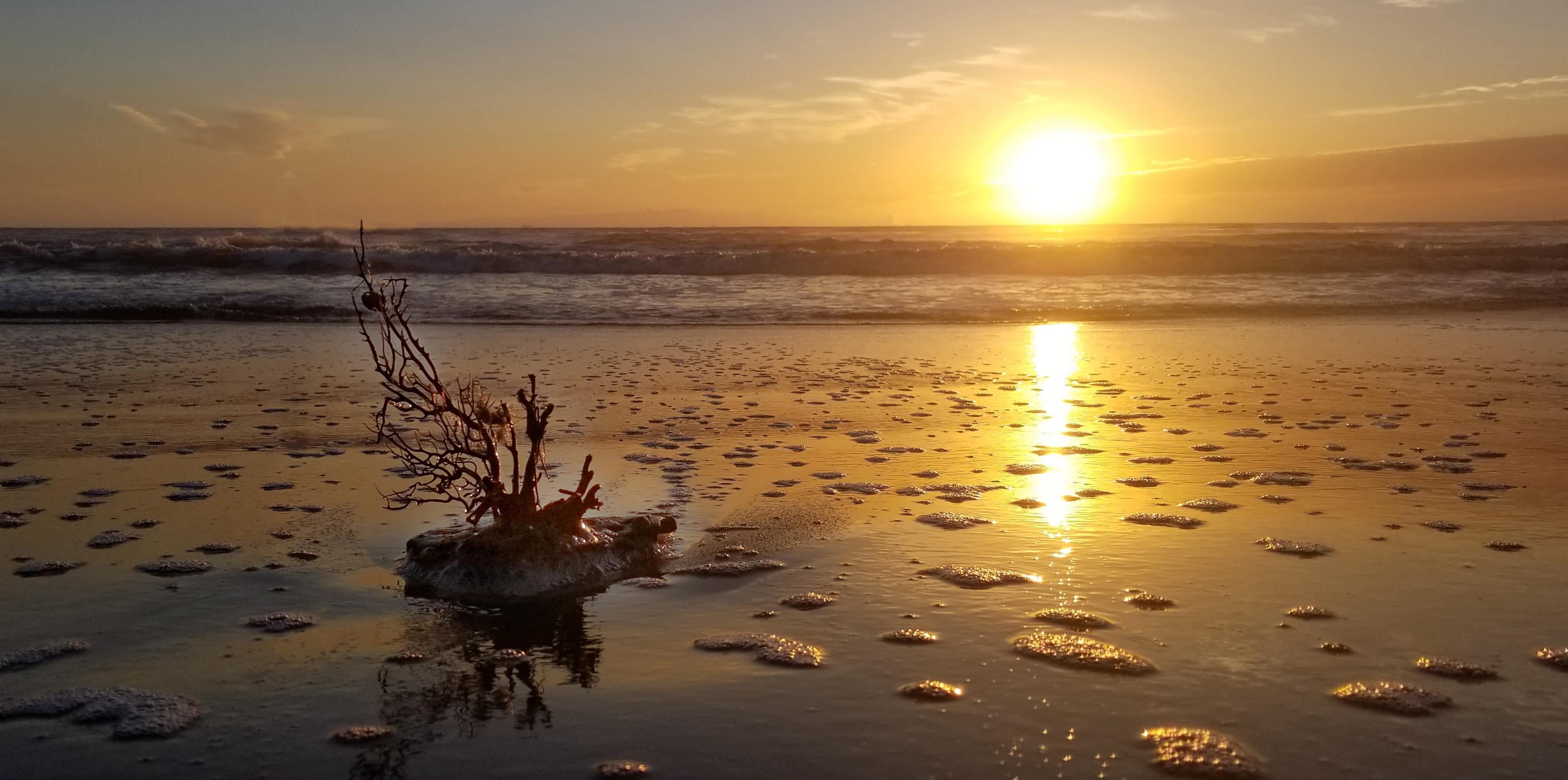 Washed ashore at Dog Beach last night | Scrolller