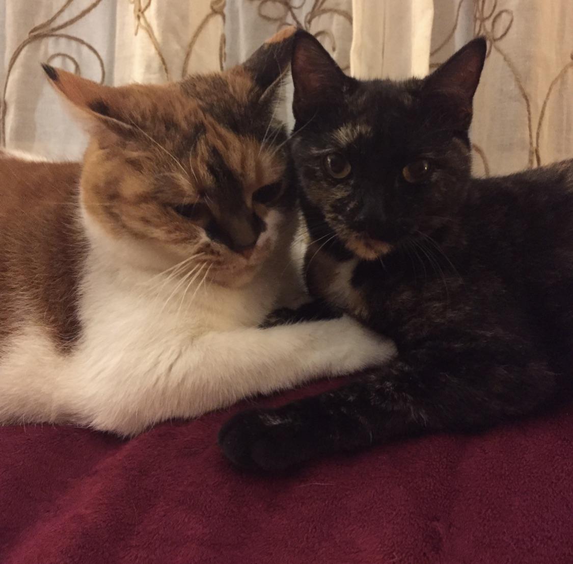 Anakin and Shadow | Scrolller