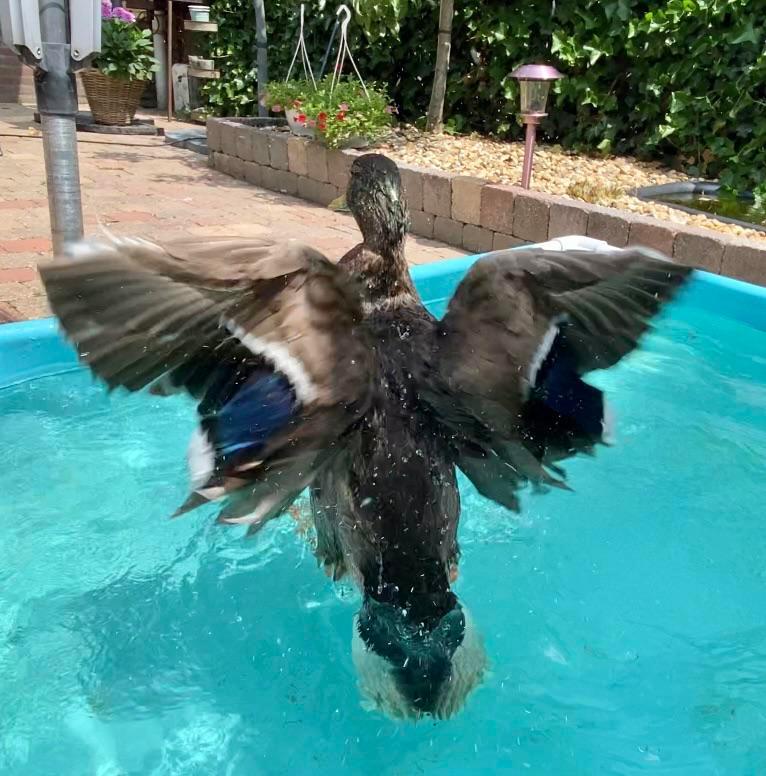 Angel wings | Scrolller