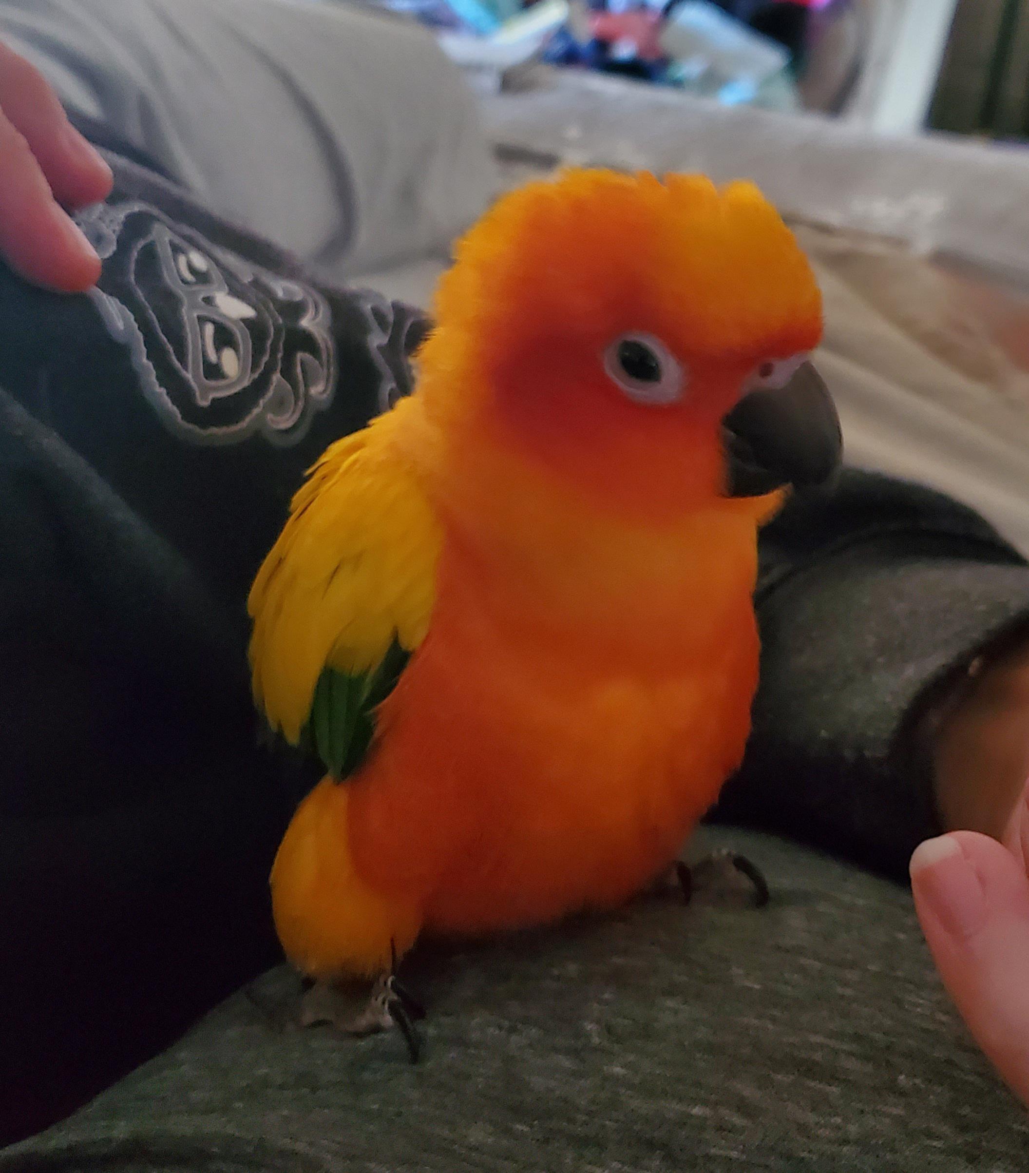 Angry and sleepy Mango borb. | Scrolller