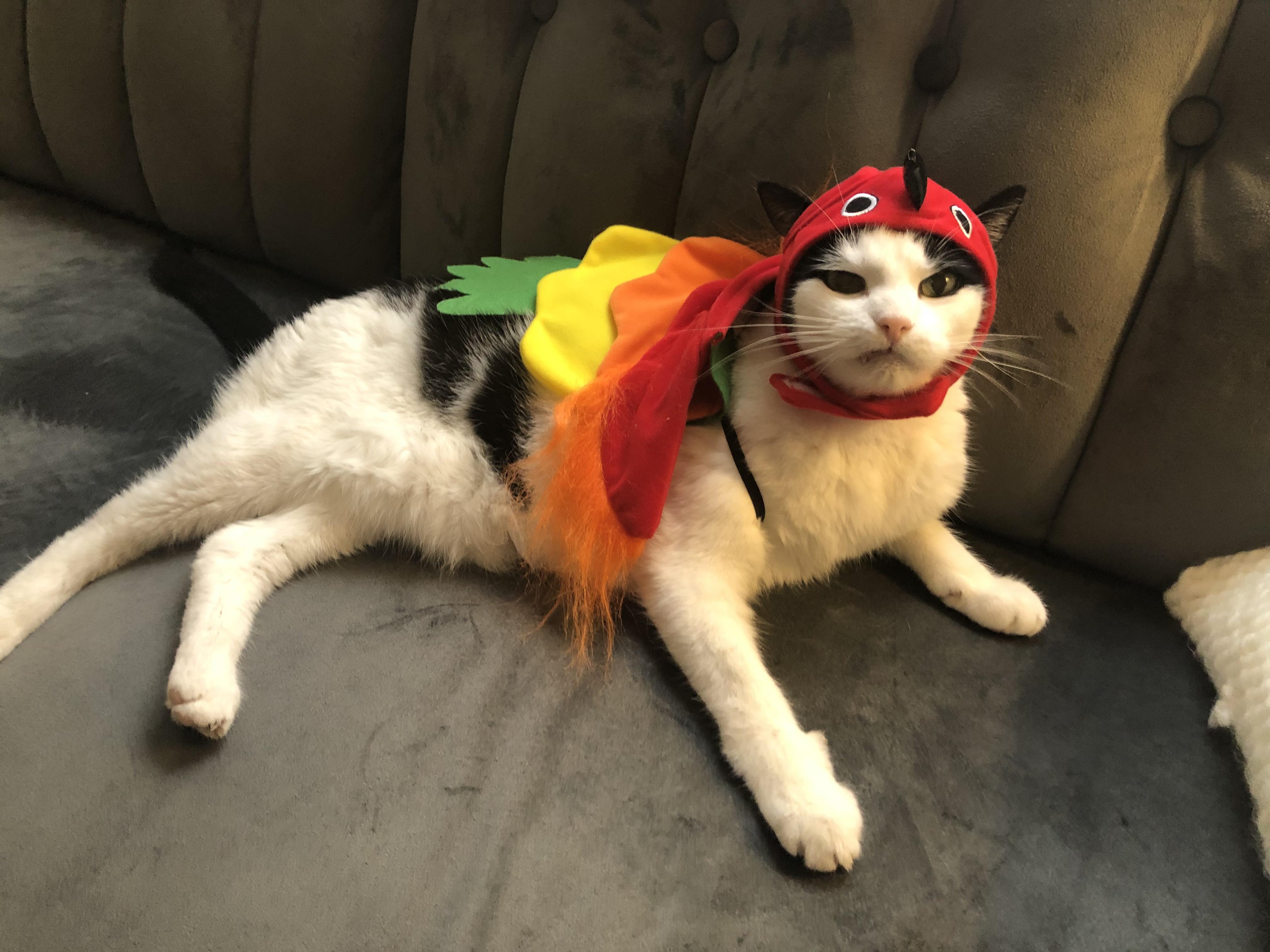 Angry Bird Scrolller