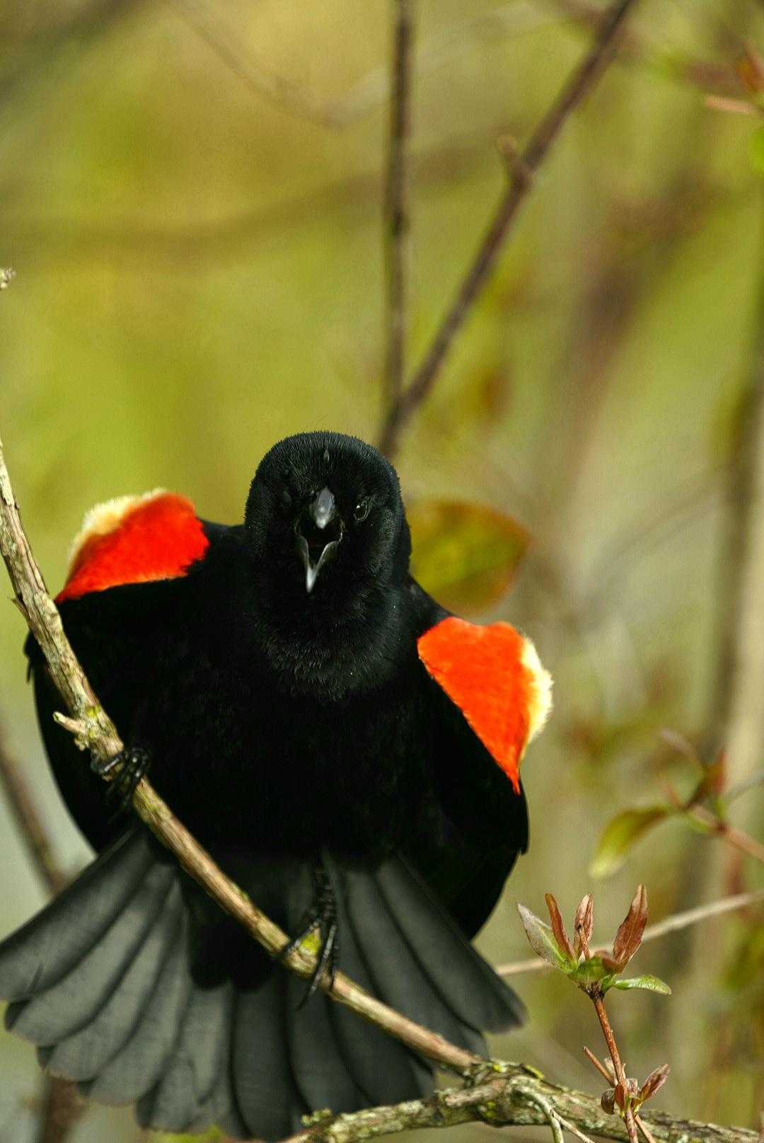Angry birds! Red wing blackbird. | Scrolller