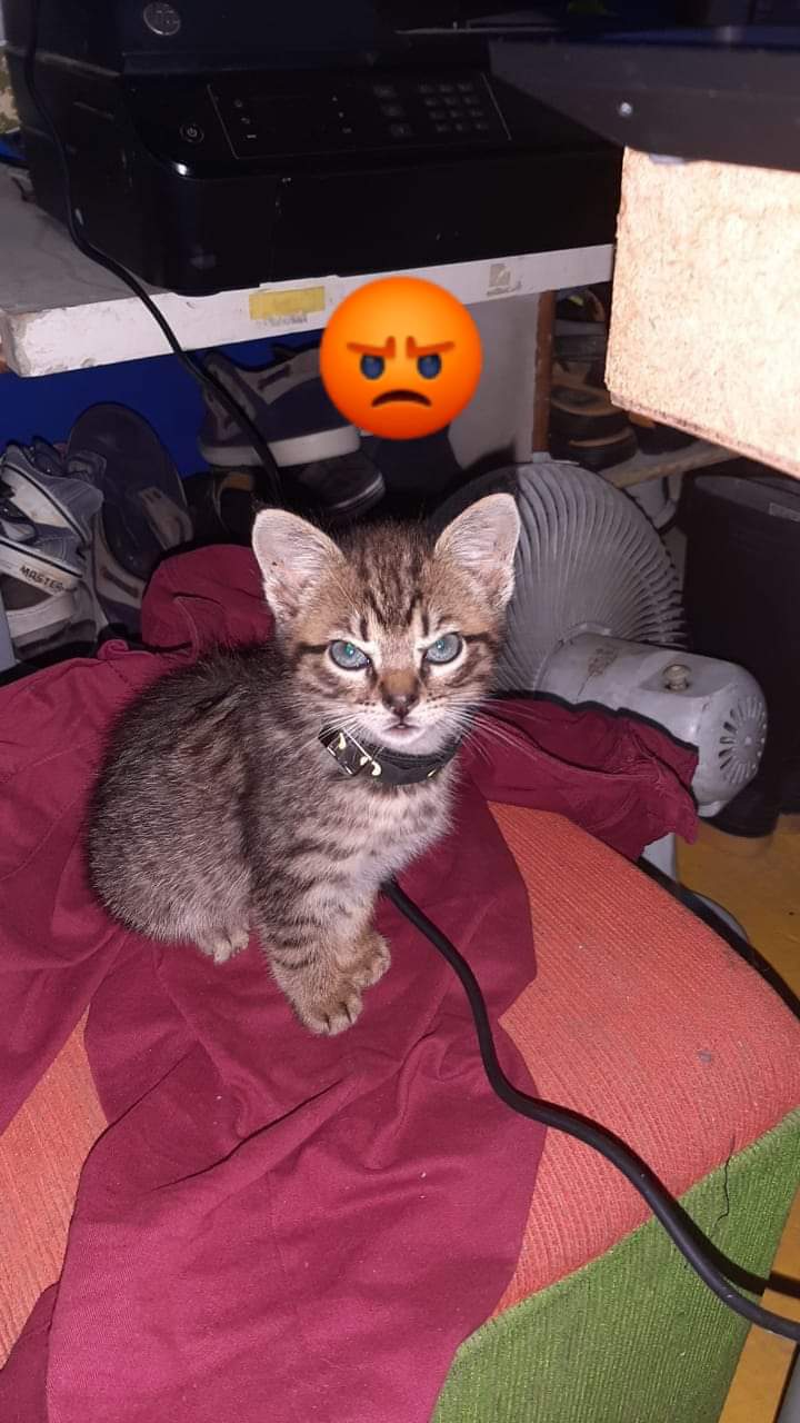 Angry boi | Scrolller