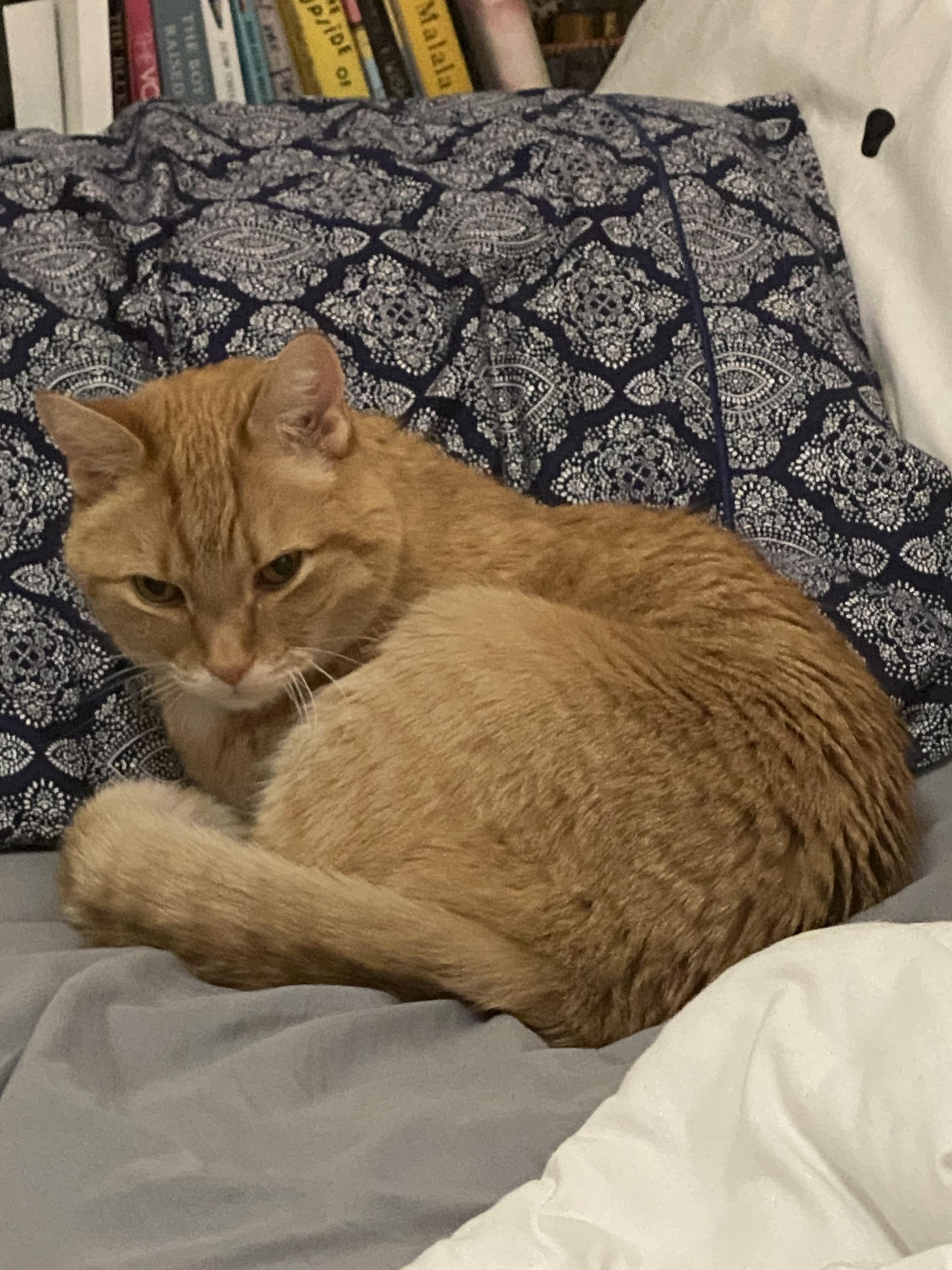 Angry Leo | Scrolller