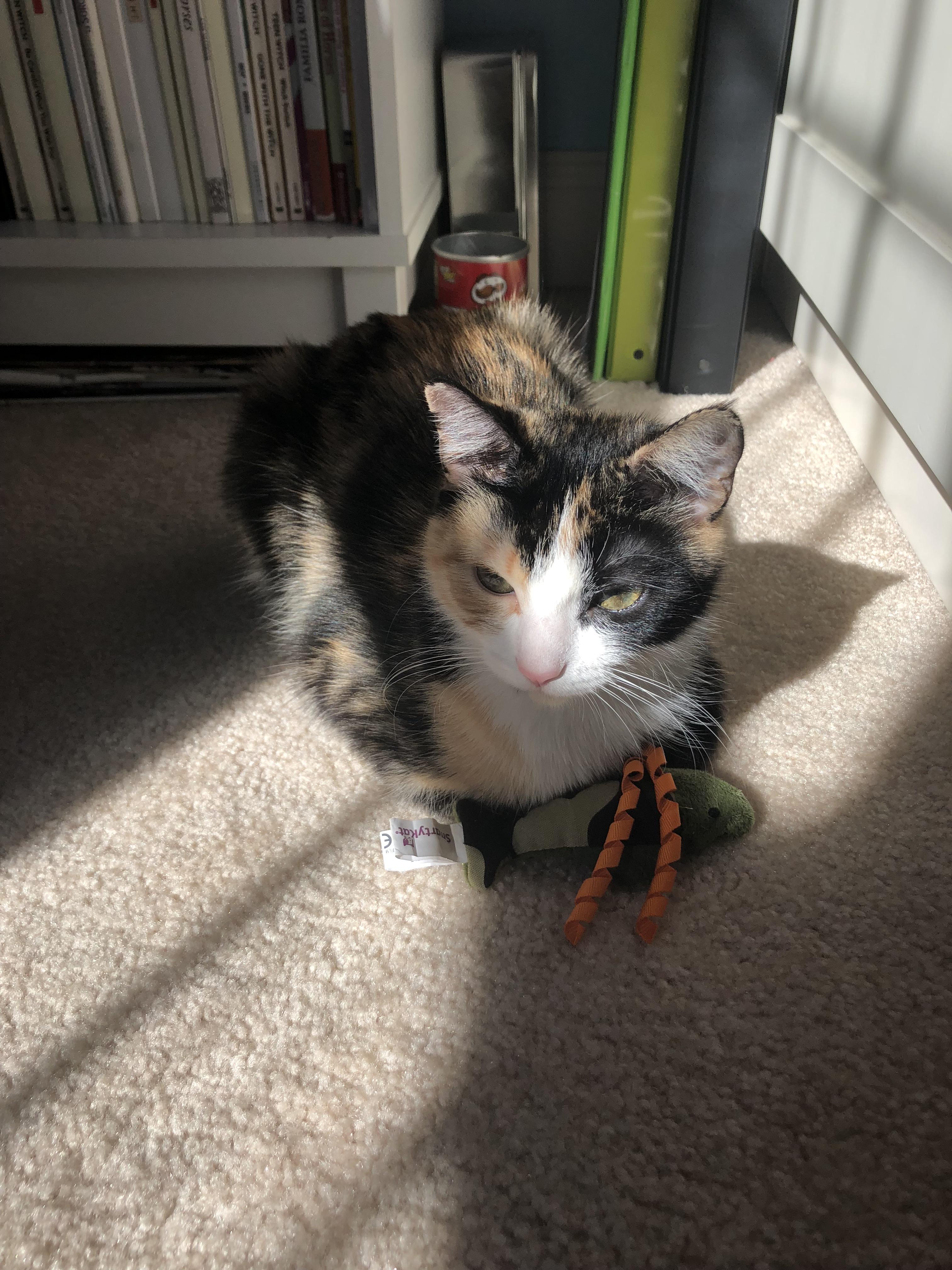 Angry loaf | Scrolller